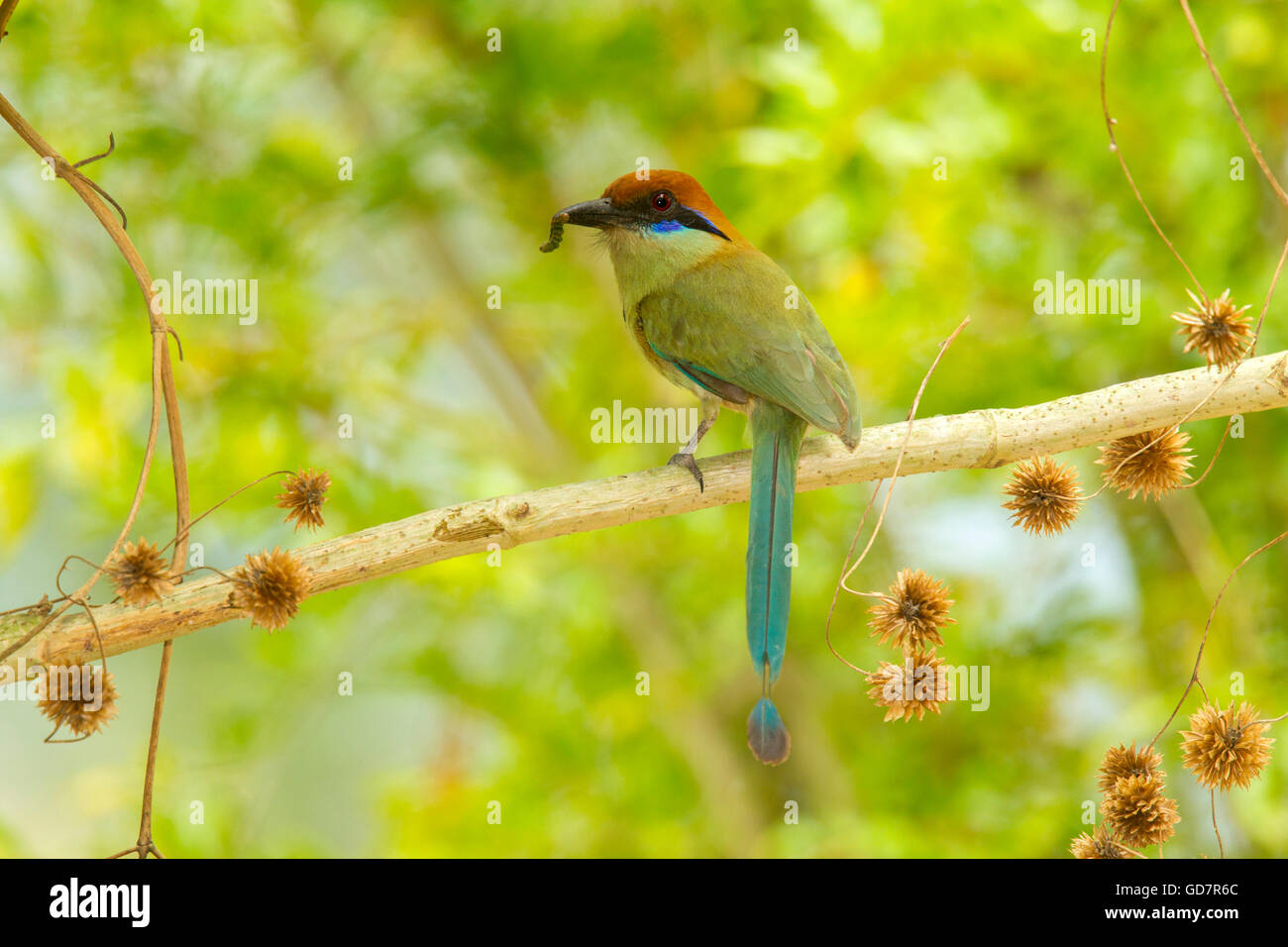 Russet-crowned Motmot Momotus mexicanus El Tuito, Jalisco, Mexico 12 ...