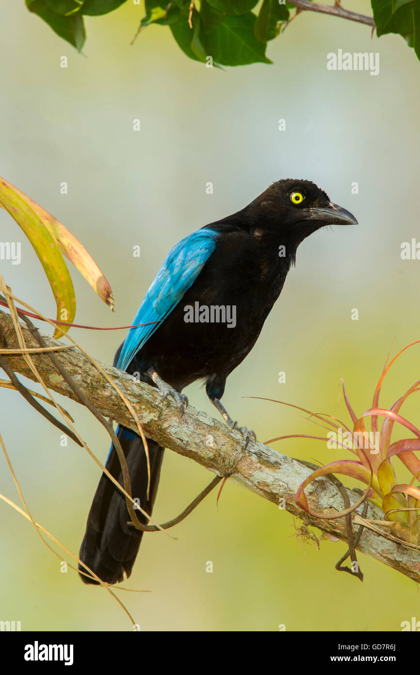 El jay hi-res stock photography and images - Alamy