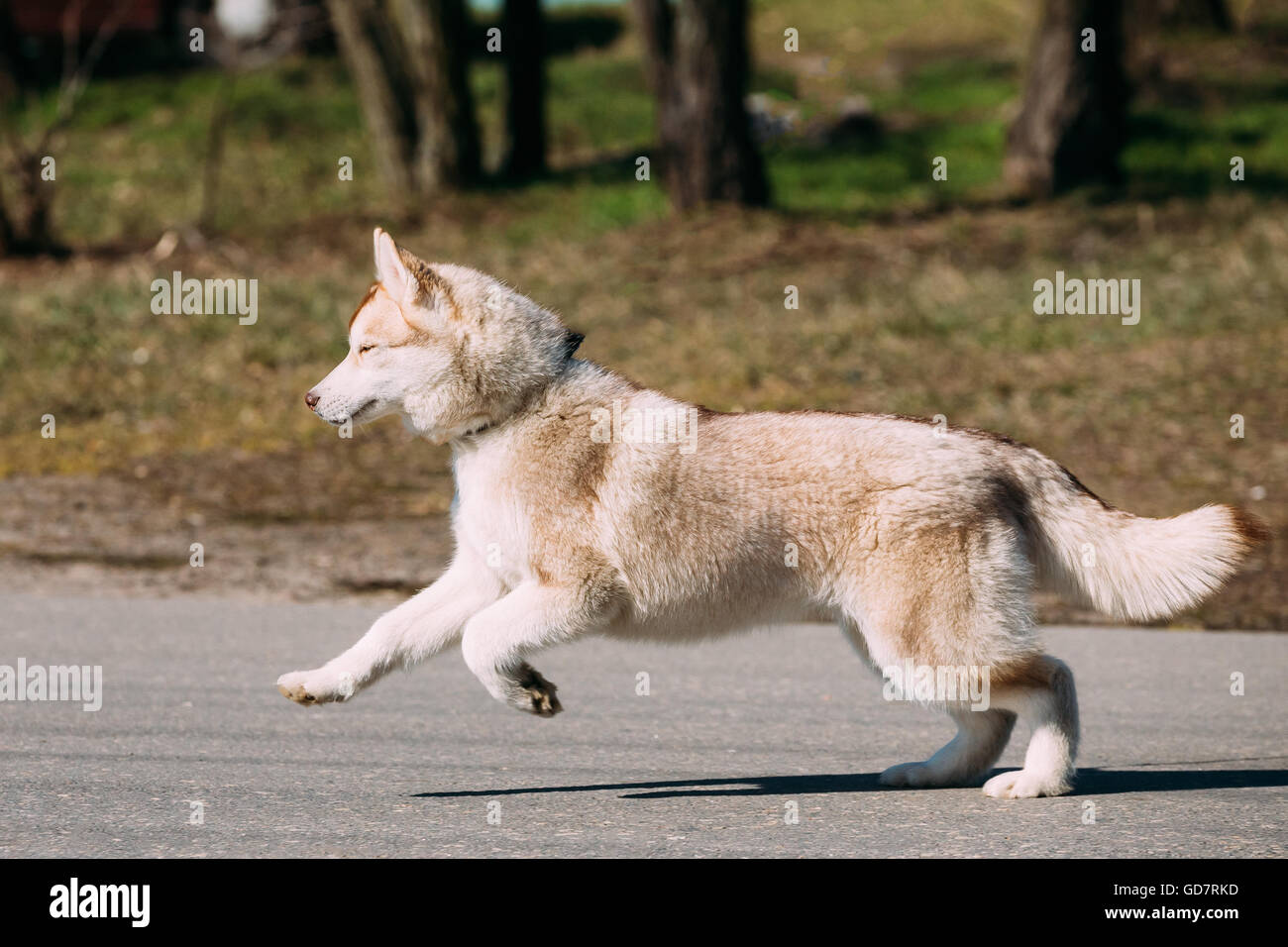 Young Funny White And Gray Husky Puppy Dog Play Run Outdoor Stock Photo ...