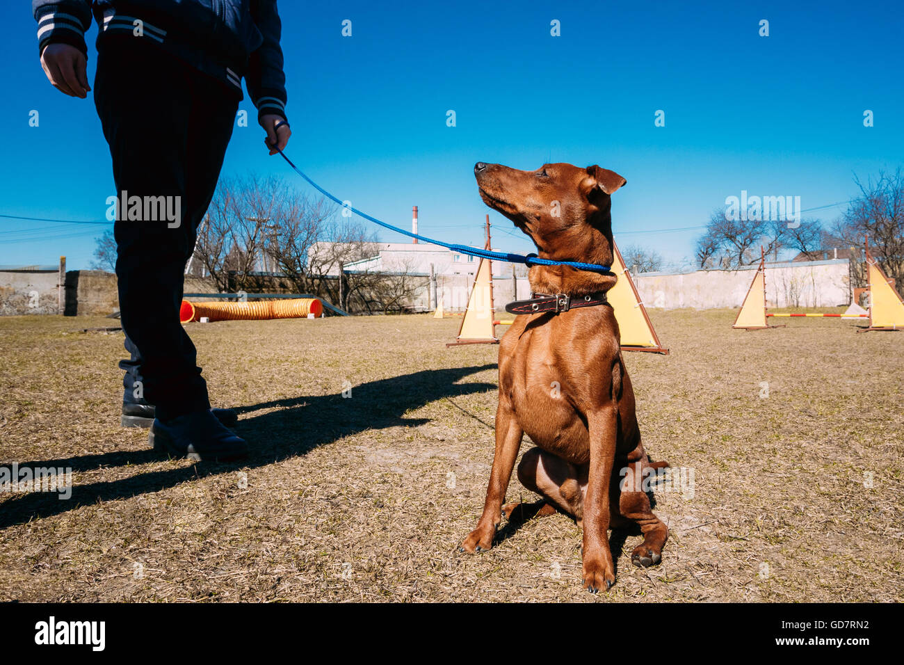 Funny Cute Brown Miniature Pinscher Pincher Outdoor on Agility Training ...