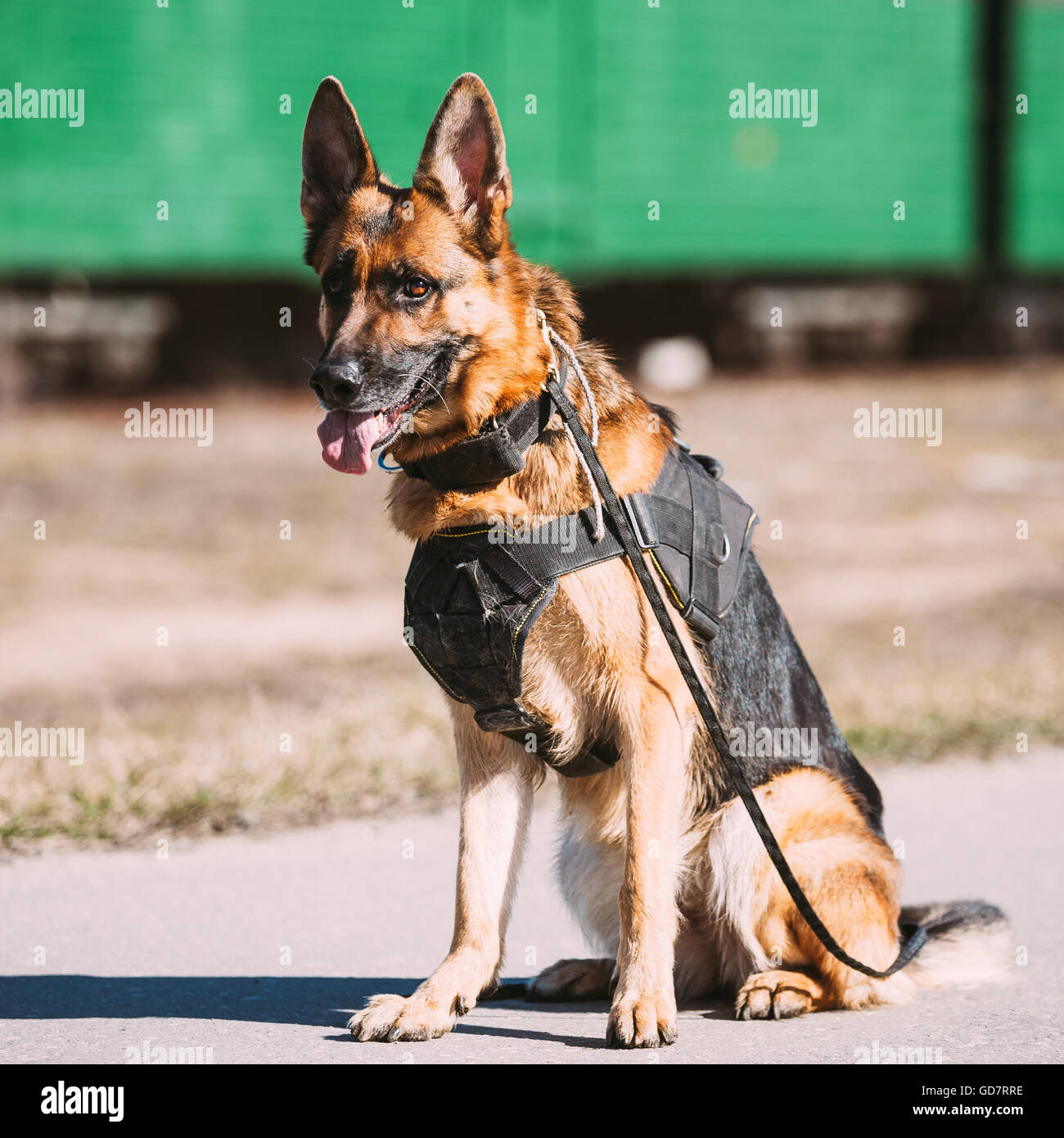 Brown German Sheepdog Sitting On Road In Sunny Day Stock Photo - Alamy