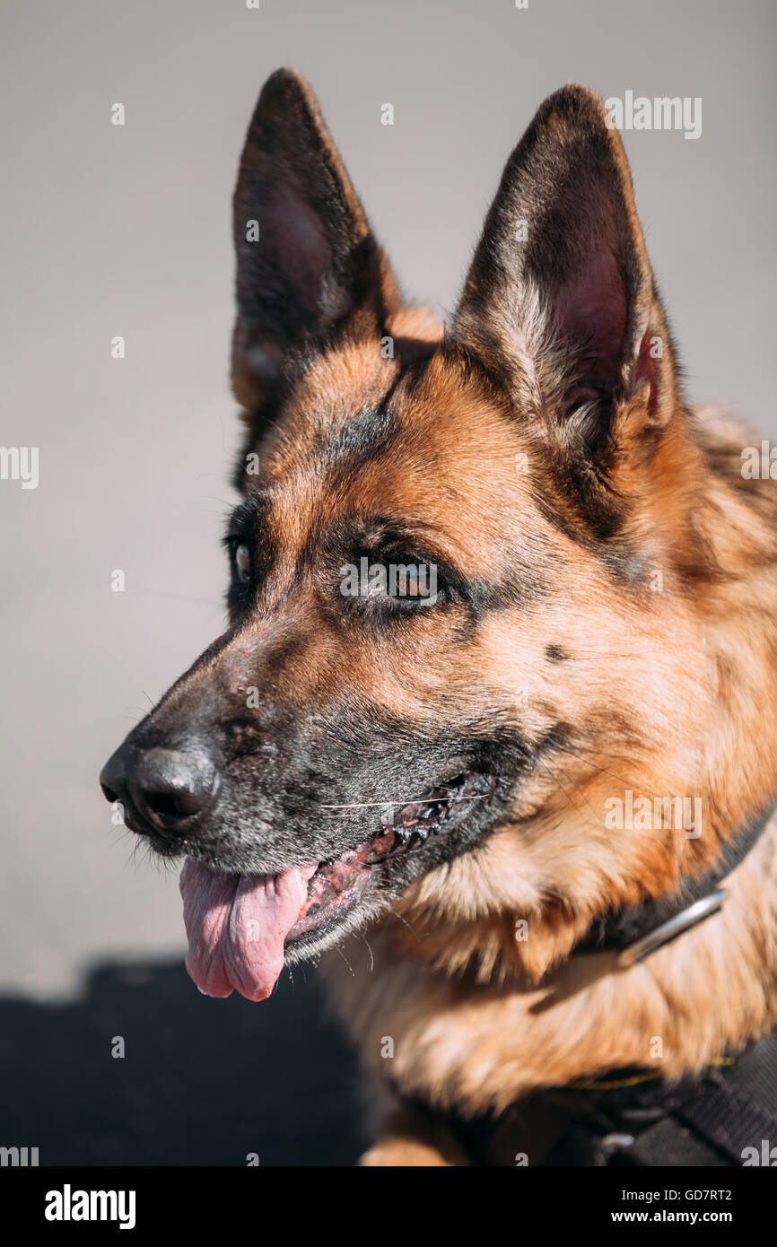 Brown German Shepherd Dog Close Up Portrait Stock Photo - Alamy
