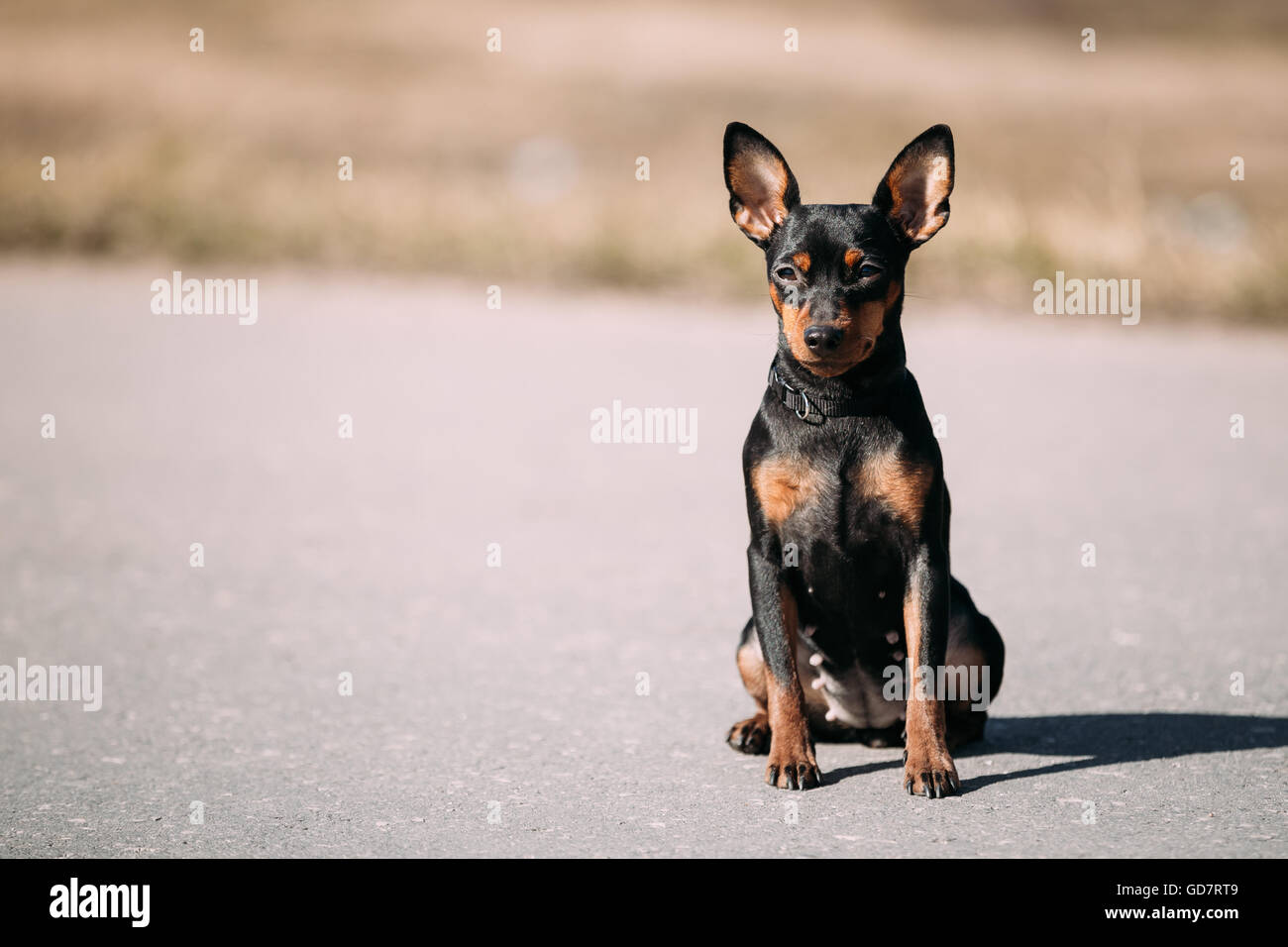 Funny Cute Female Black Color Miniature Pinscher Pincher Sit On Road ...