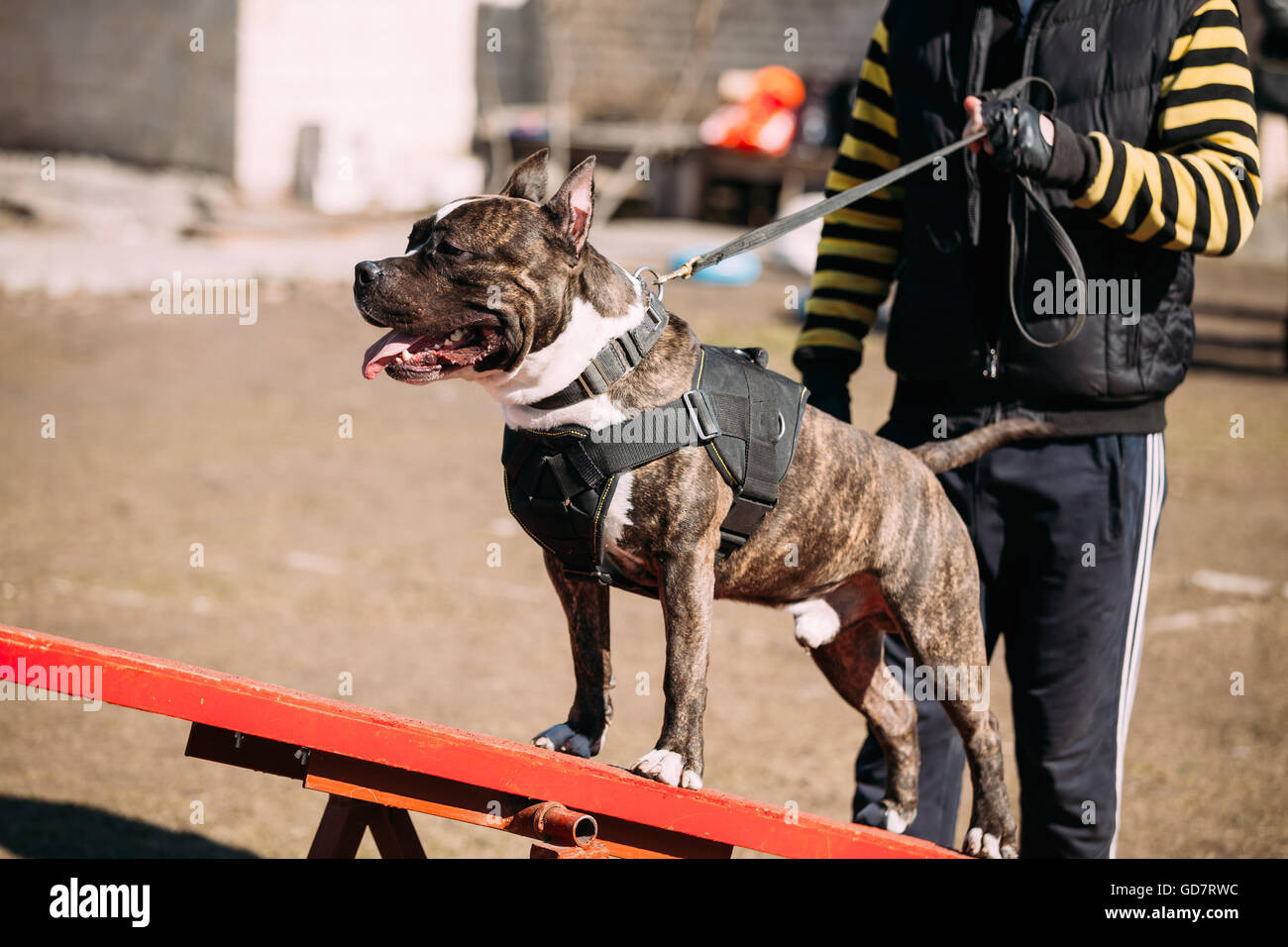 Staffordshire terrier training hi-res stock photography and images - Alamy
