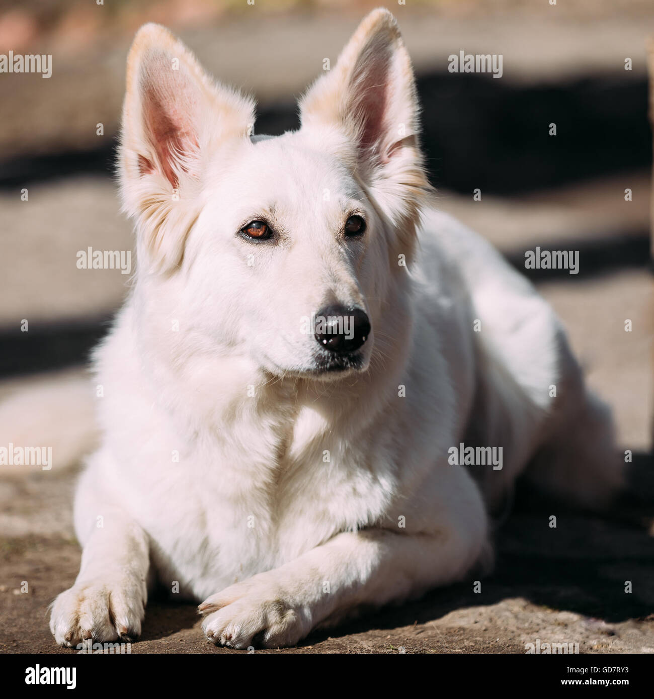 Close Up White Swiss Shepherd Dog Berger Blanc Suisse. The Berger Blanc ...