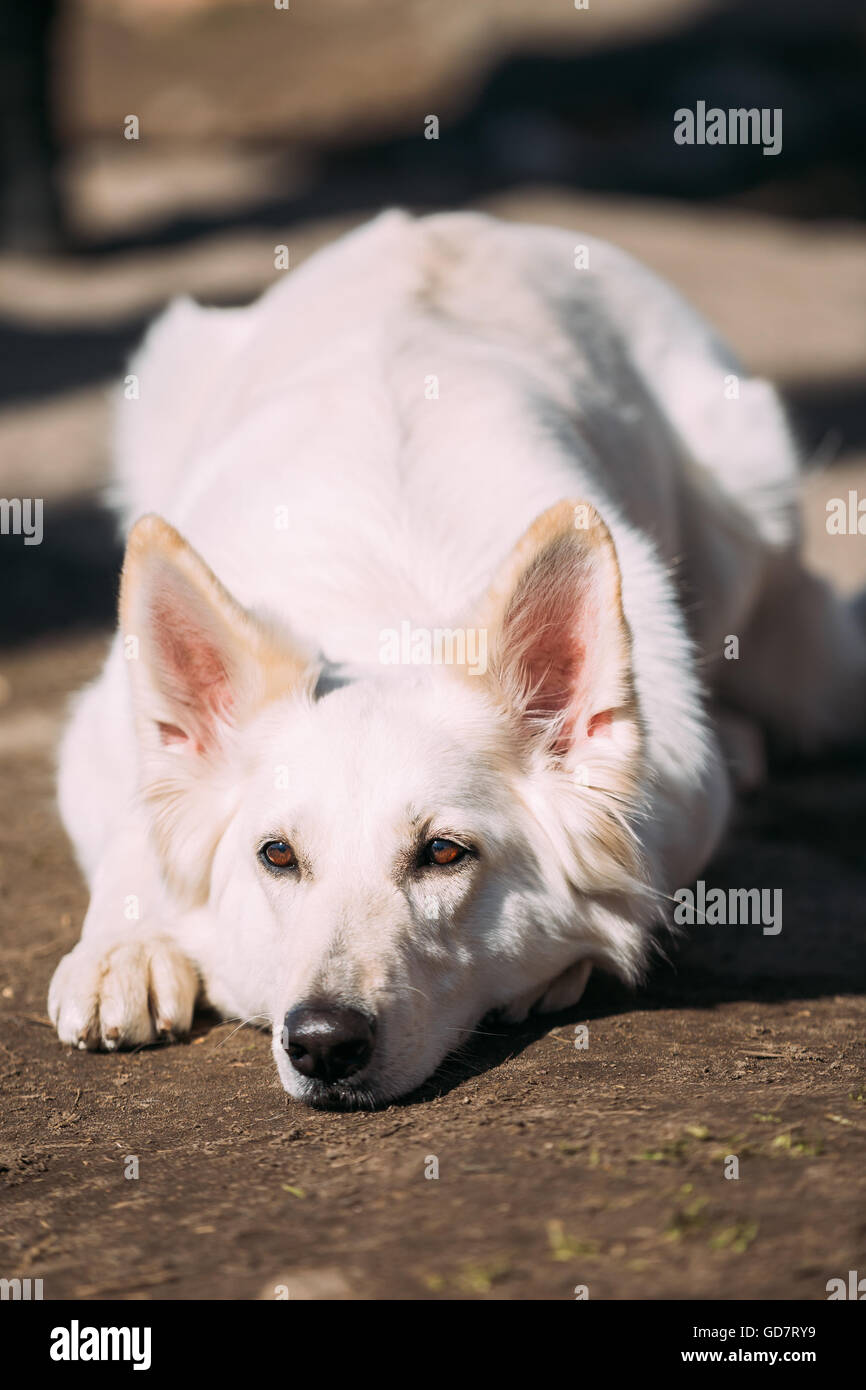 Close Up White Swiss Shepherd Dog Berger Blanc Suisse. The Berger Blanc ...