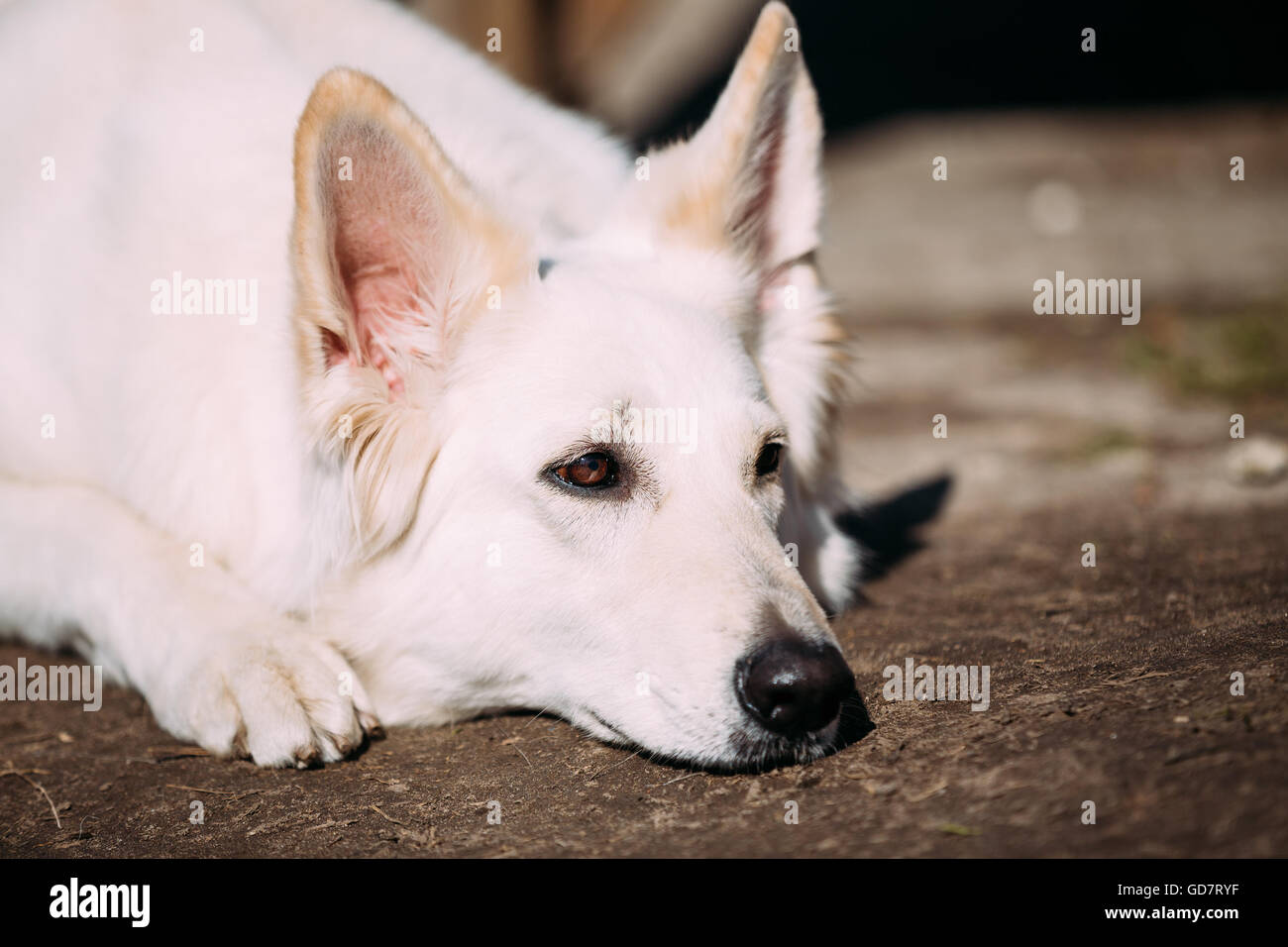 Close Up White Swiss Shepherd Dog Berger Blanc Suisse. The Berger Blanc ...