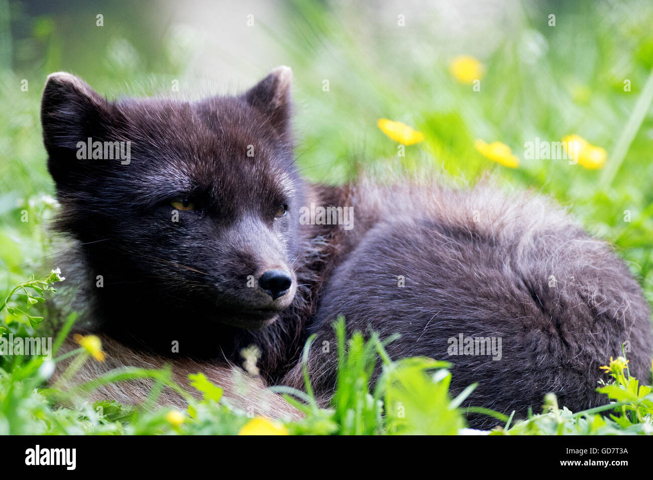 Arctic fox curled hi-res stock photography and images - Alamy