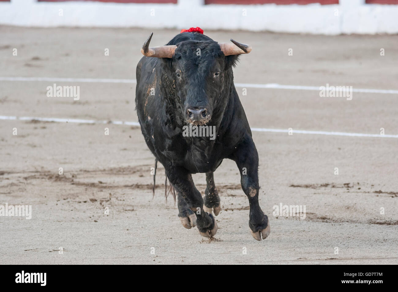 Capture of the figure of a brave bull of hair black color in a ...