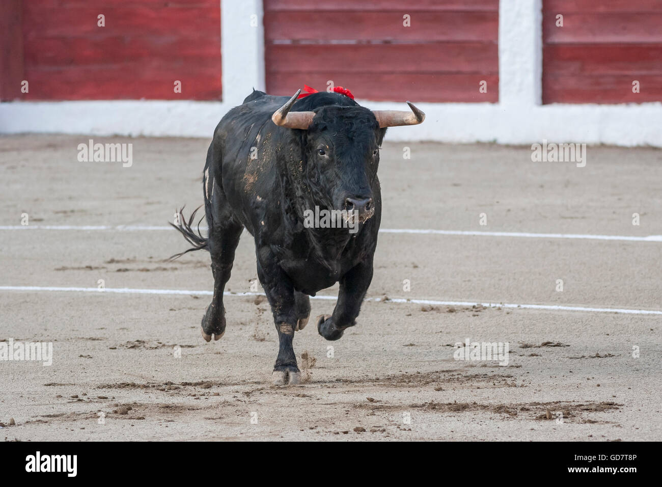 Capture of the figure of a brave bull of hair black color in a ...
