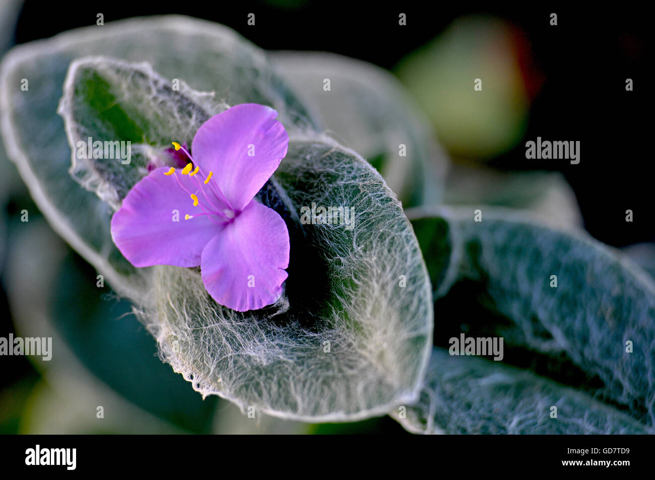 pink flowers with yellow stamens Stock Photo - Alamy