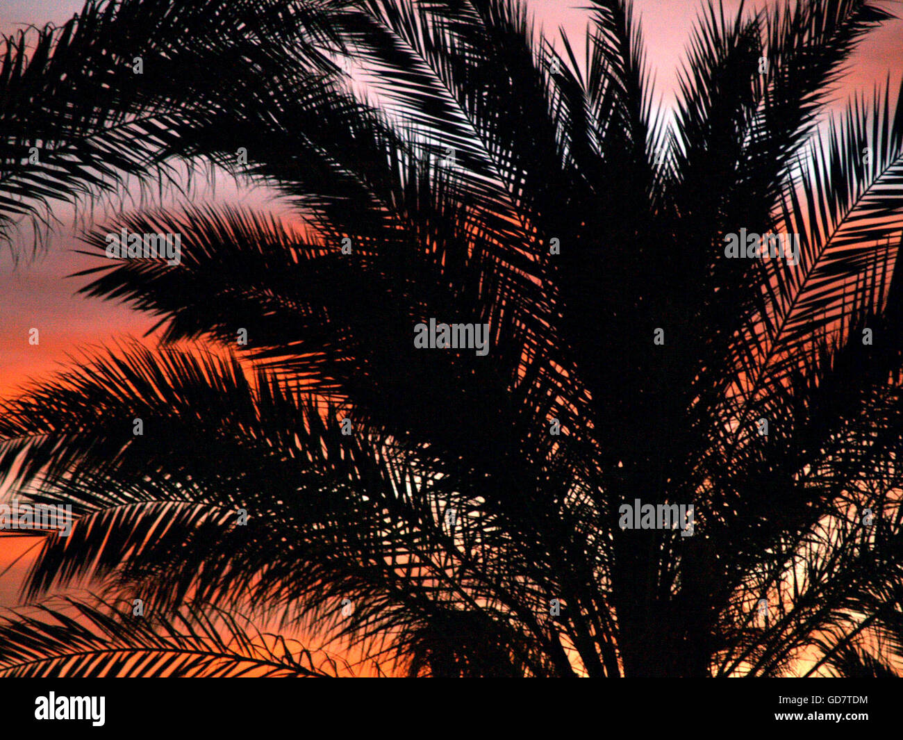 palm tree and purple sunset Stock Photo - Alamy