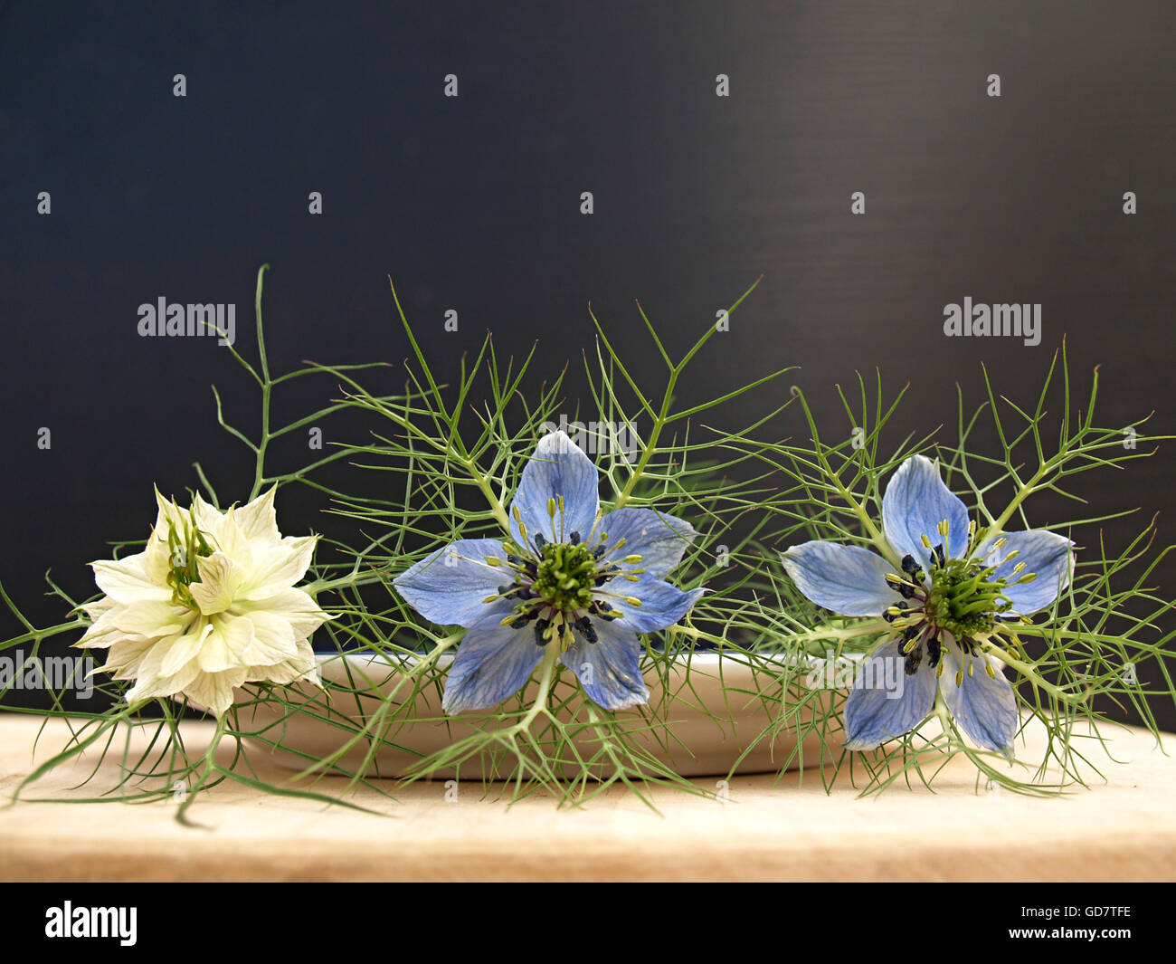 blue flowers in row Stock Photo - Alamy