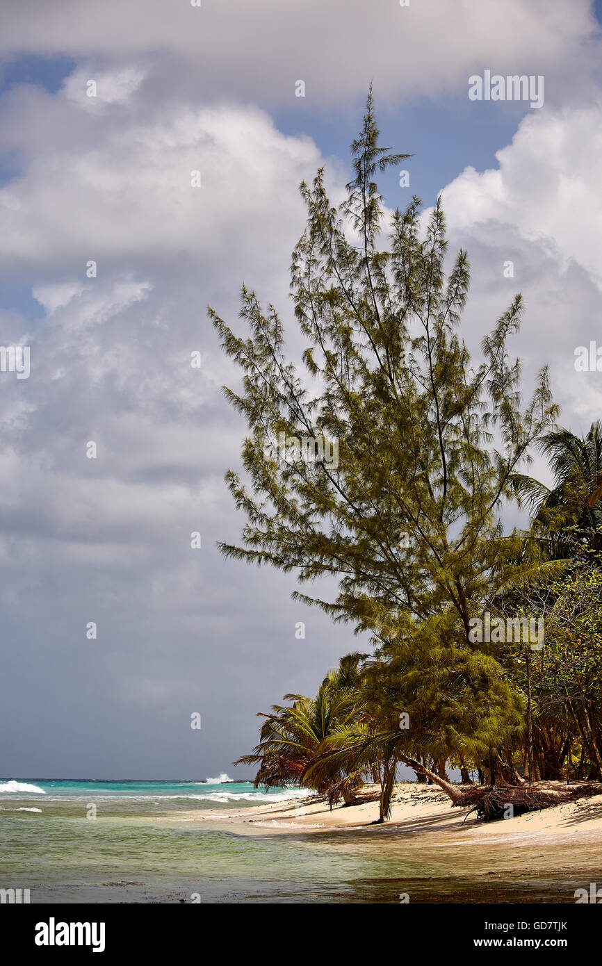 Garrison areas bridgetown beach golden sands clean pretty Caribbean Sea ...