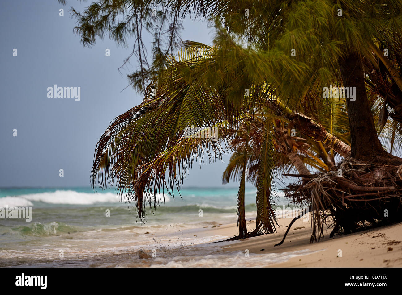 Garrison areas bridgetown beach golden sands clean pretty Caribbean Sea ...