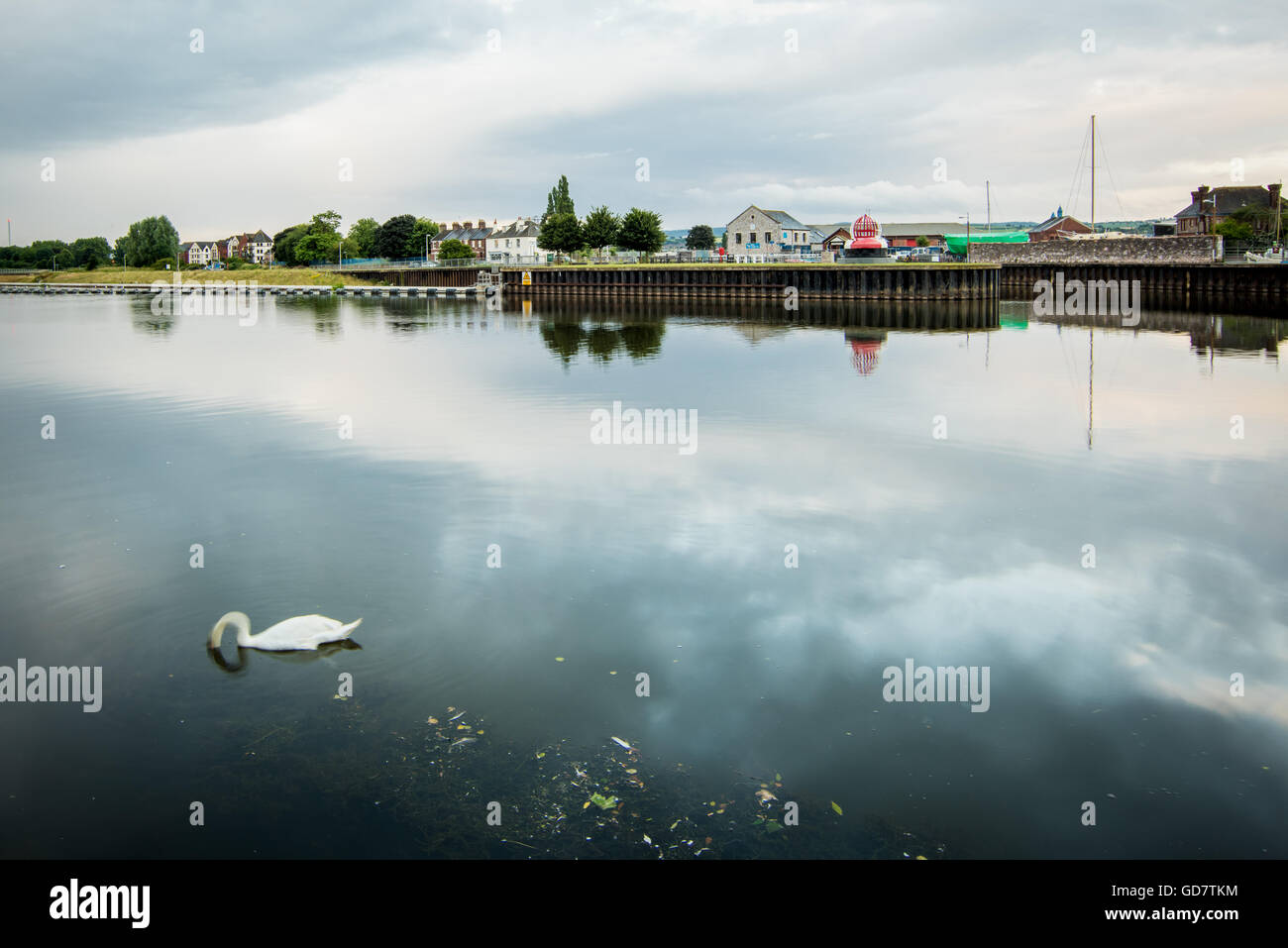 A Swan on the water at the Quay in Exeter Devon Stock Photo - Alamy