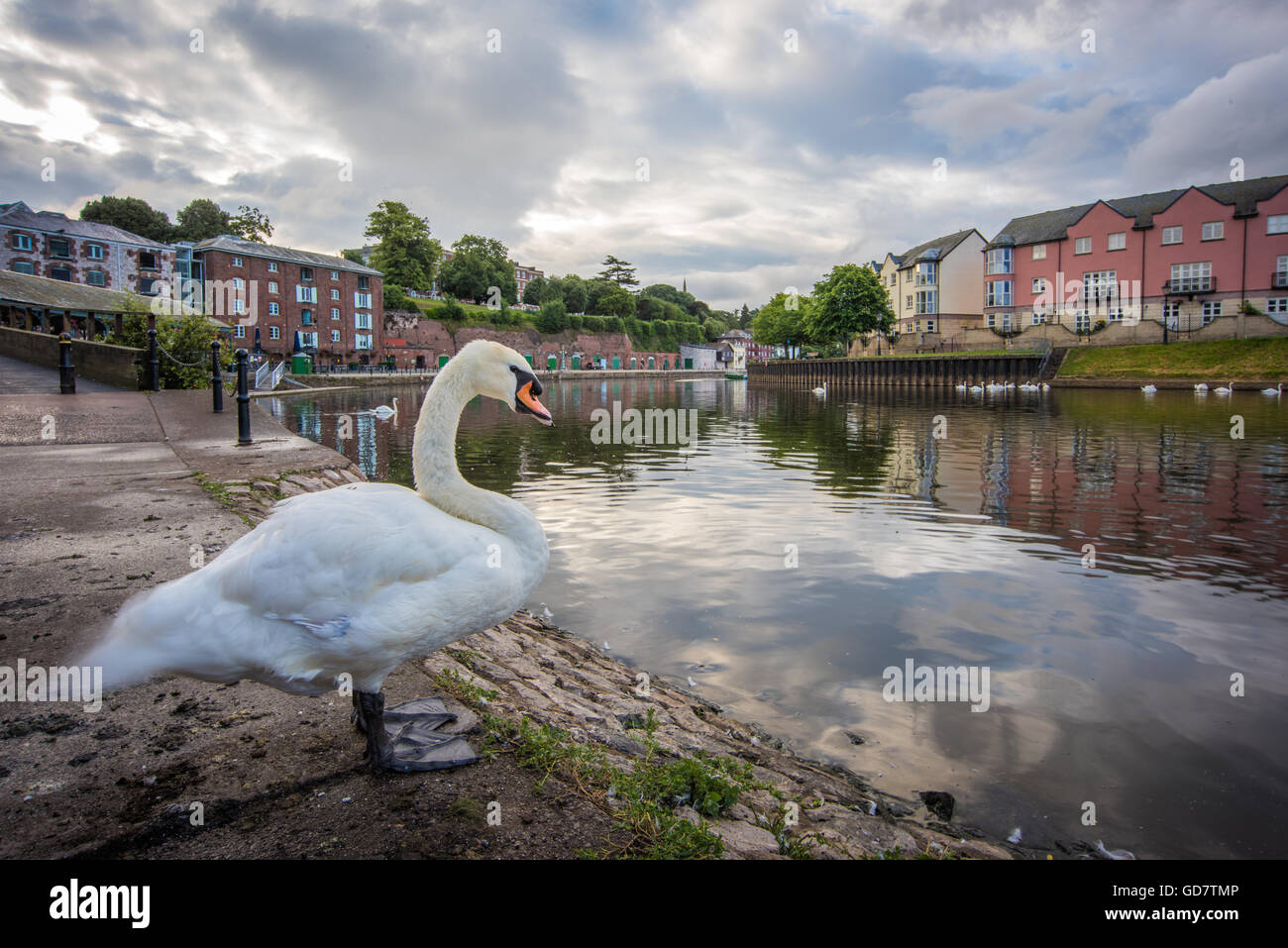 A White Swan on the Quayside in Exeter Devon Stock Photo - Alamy