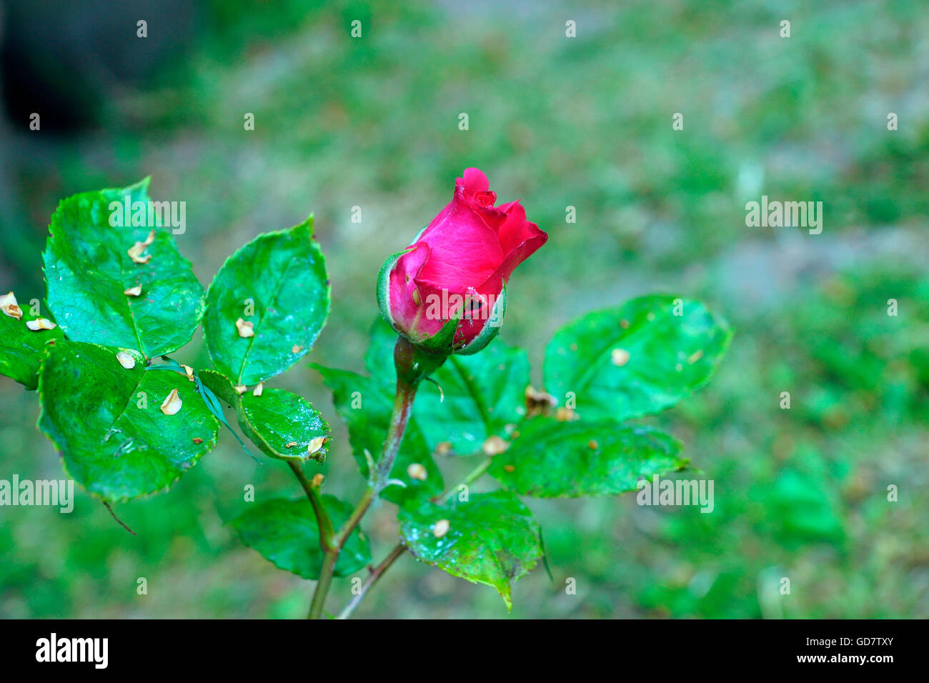 ROSE STARTING TO FLOWER Stock Photo - Alamy