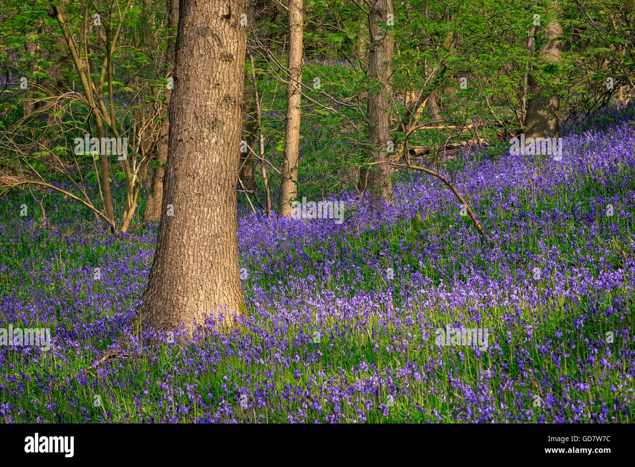 Beautiful spring forest with carpet of bluebells Stock Photo - Alamy