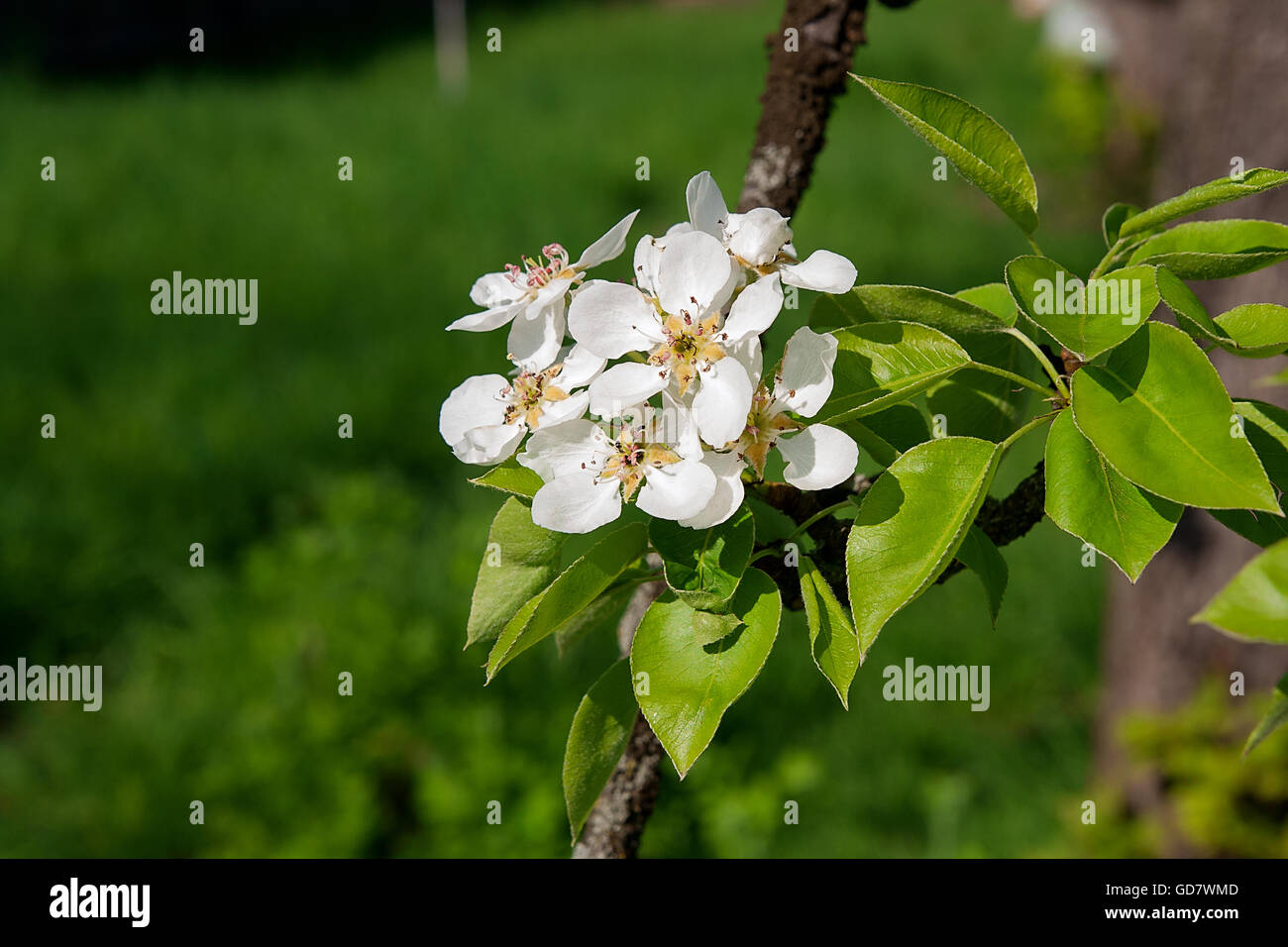Close up pear tree flower in fruit garden, beautiful spring floral ...