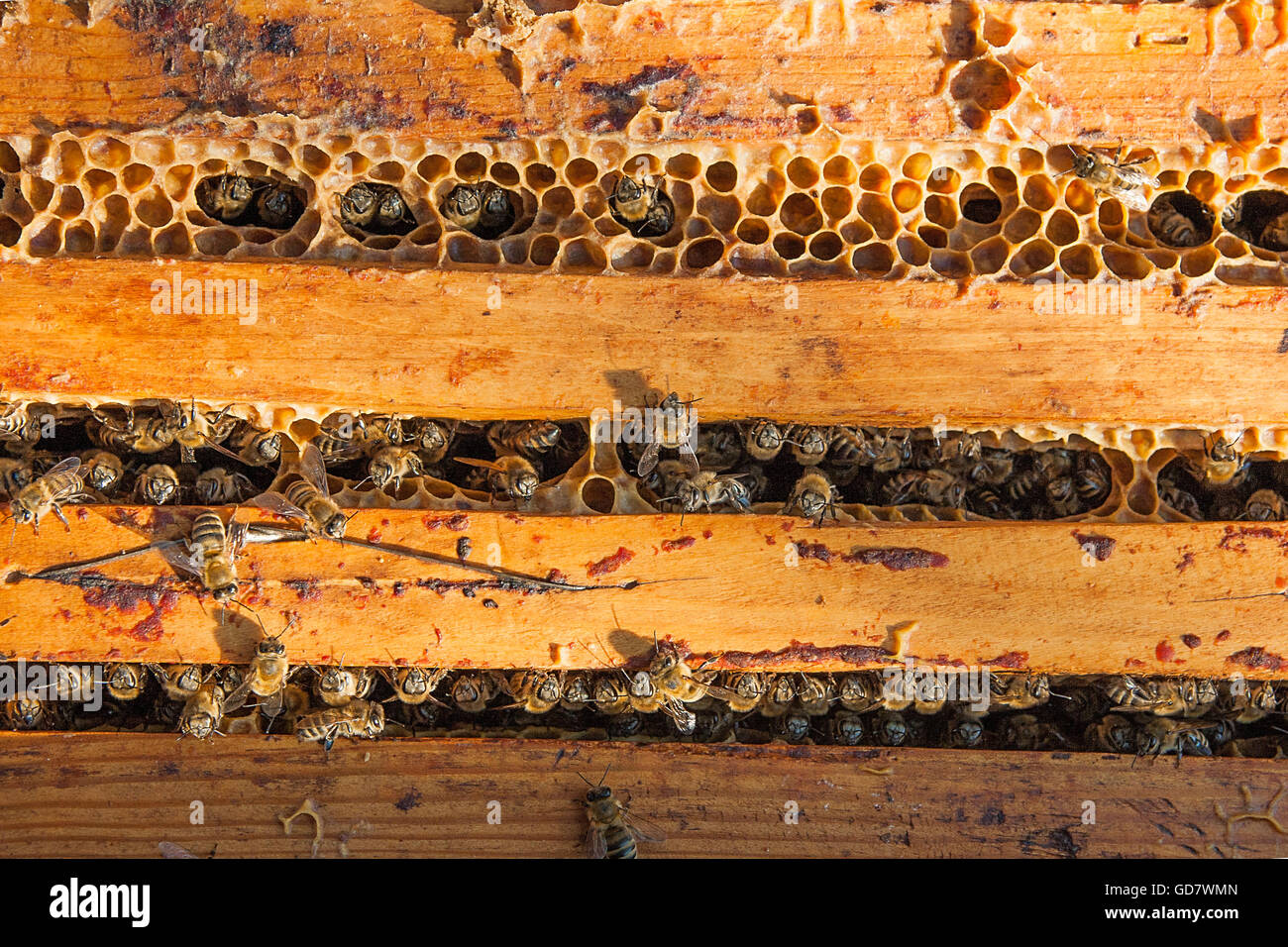 Close up view of the opened hive body showing the frames populated by ...