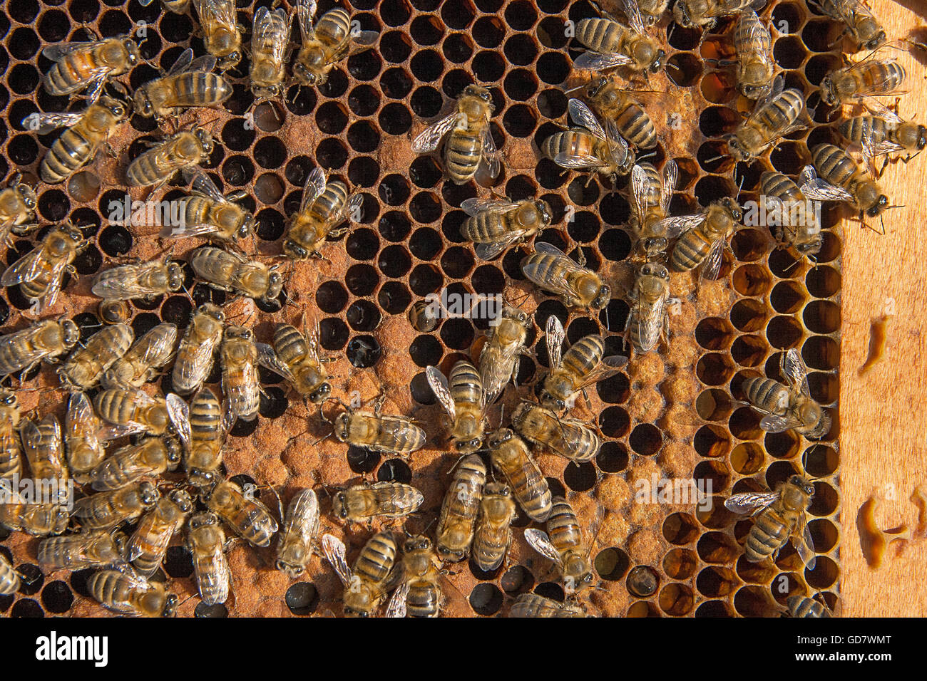 Busy bees inside hive with open and sealed cells for their young. Birth ...