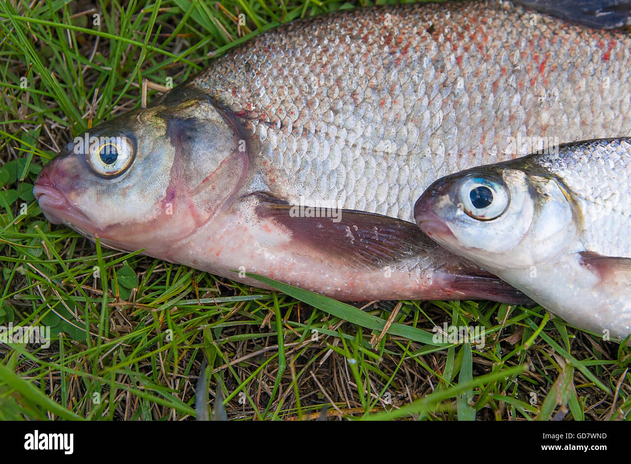 Freshwater fish just taken from the water. Close up view of bream fish ...