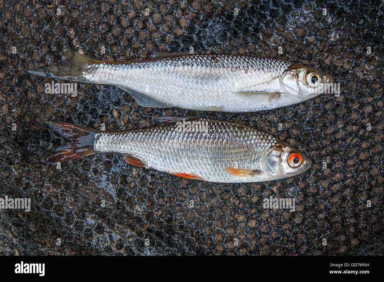 Freshwater fish just taken from the water. Several bleak fish, roach on ...