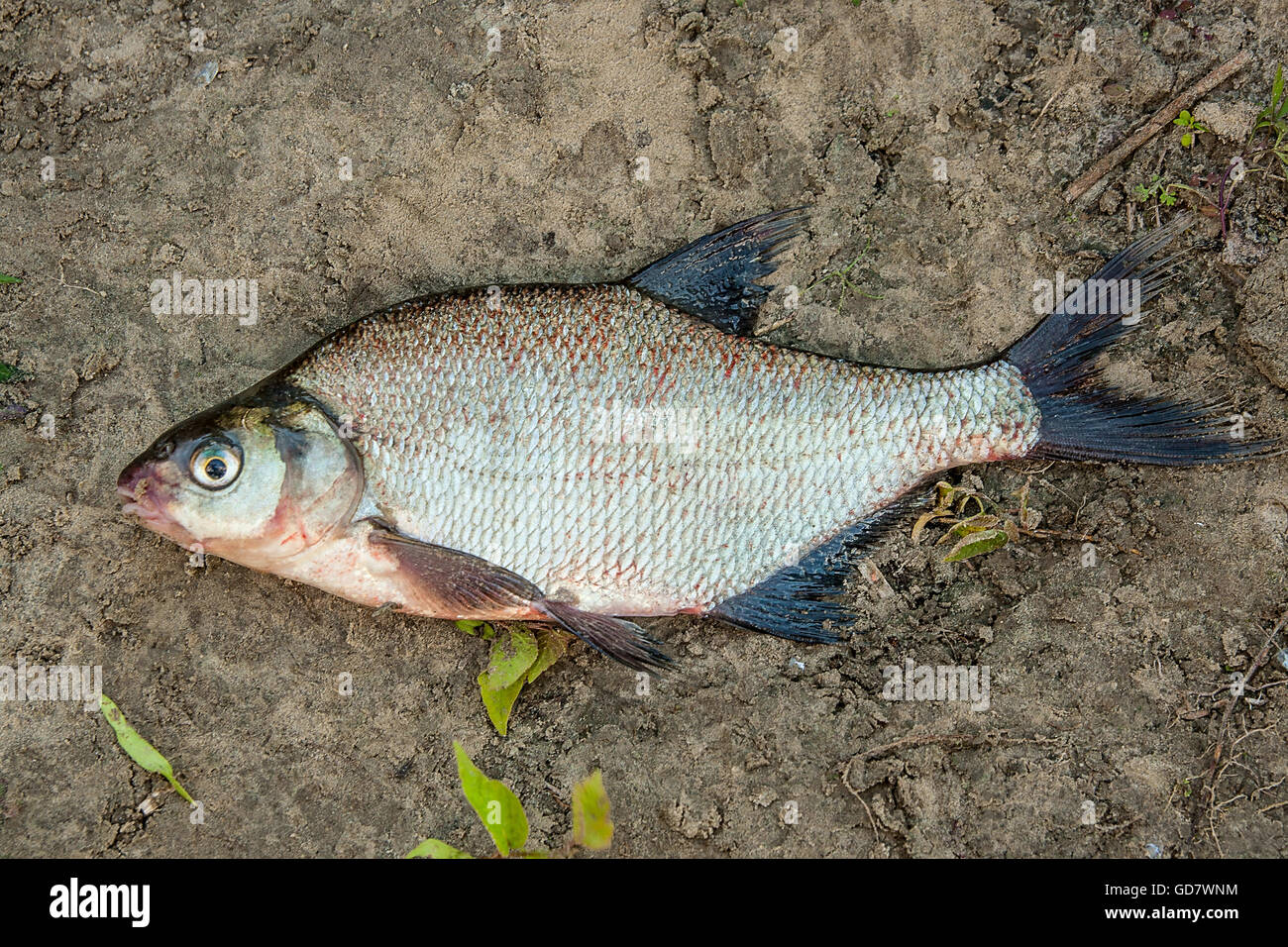 Freshwater fish just taken from the water. Catching fish - common bream ...