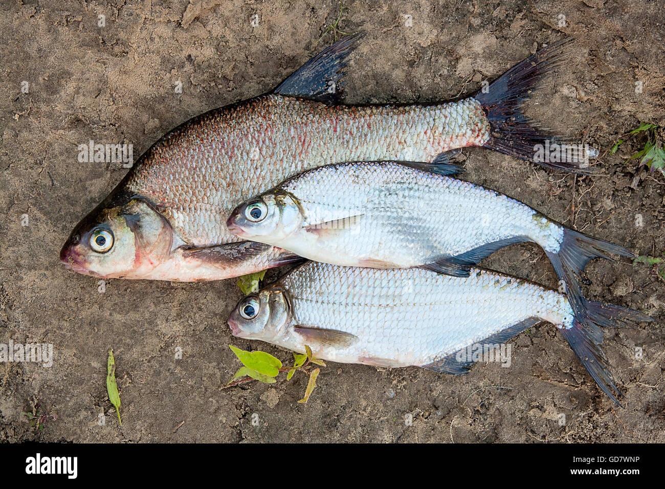 Freshwater fish just taken from the water. Several bream fish and ...
