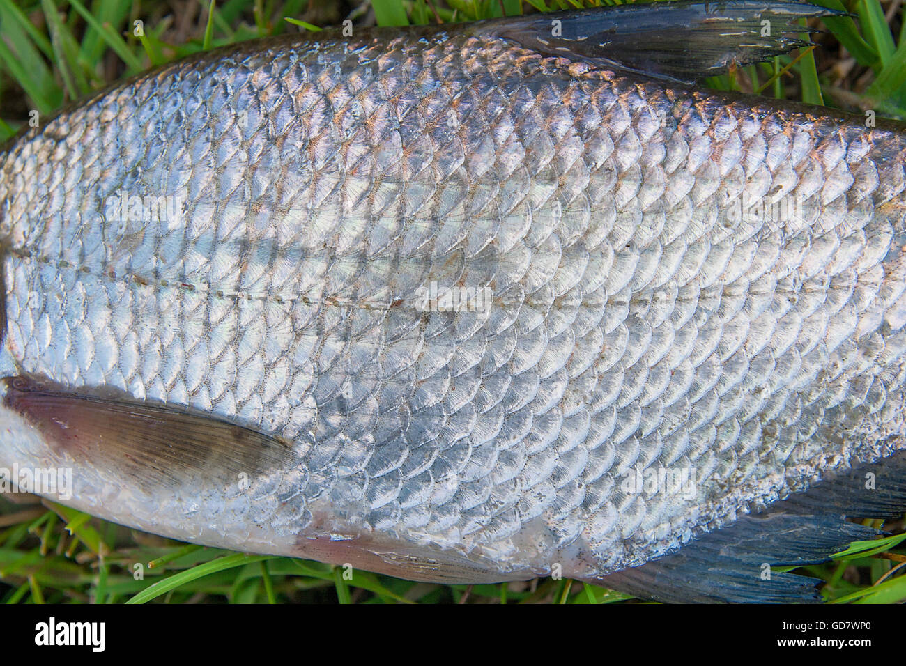Close up view of the freshwater common bream fish or silver bream just ...