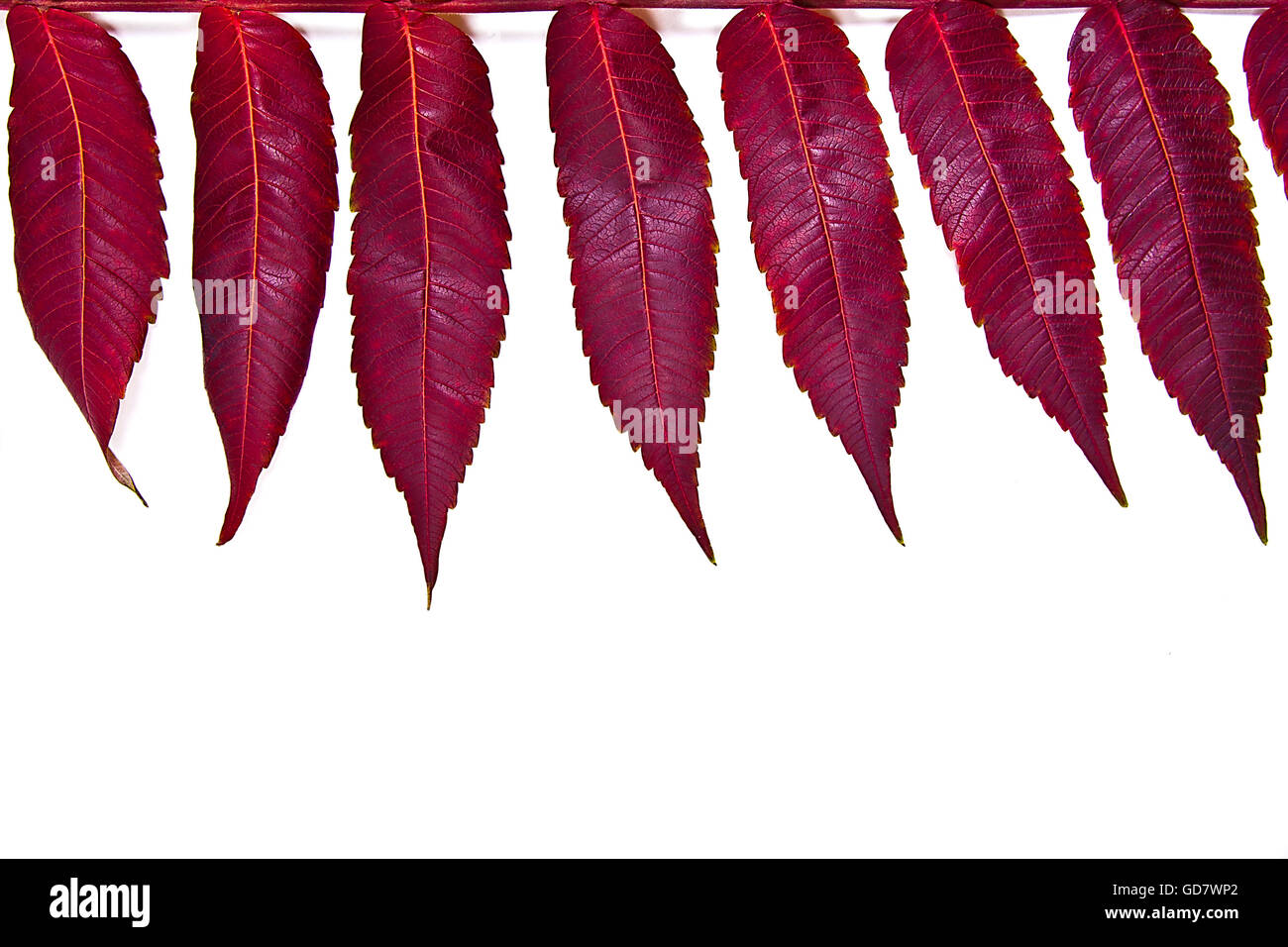 Close up view of autumn red leaf on white background. With clipping ...