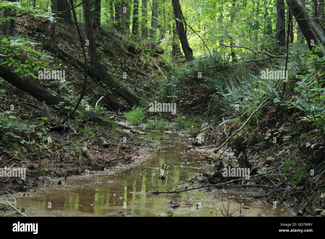 Murky hi-res stock photography and images - Alamy