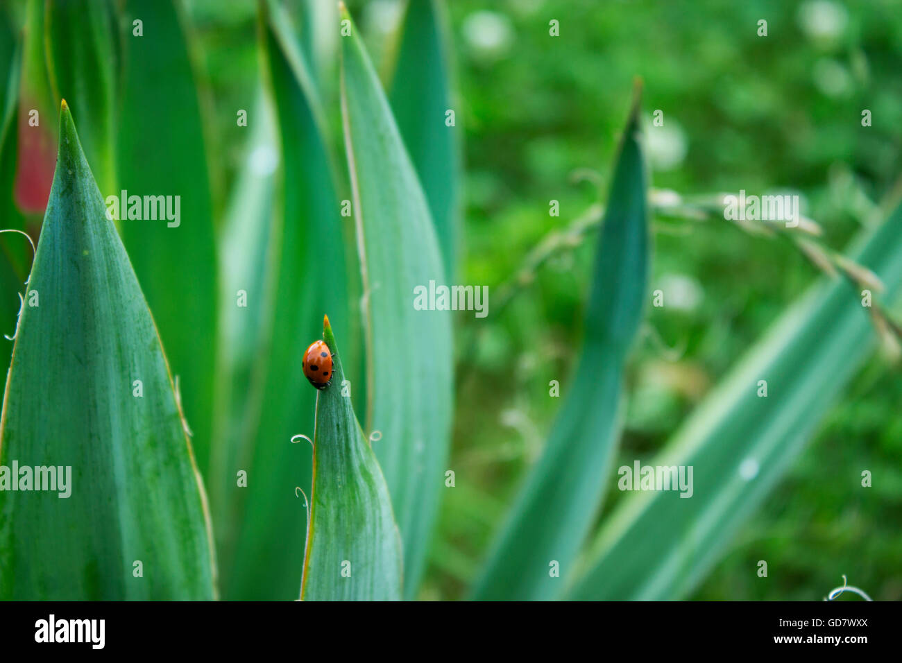 Bug lady hi-res stock photography and images - Alamy