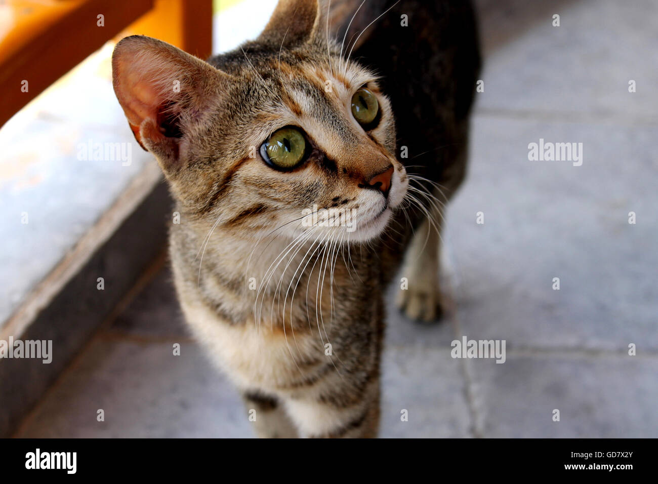 a stray cat Stock Photo - Alamy
