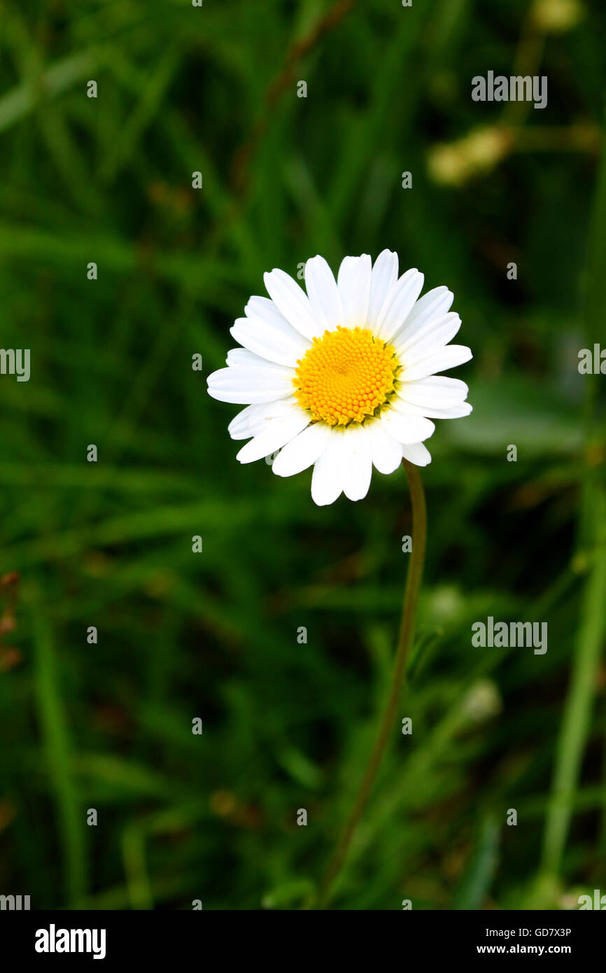 Spring flora and fauna hi-res stock photography and images - Alamy