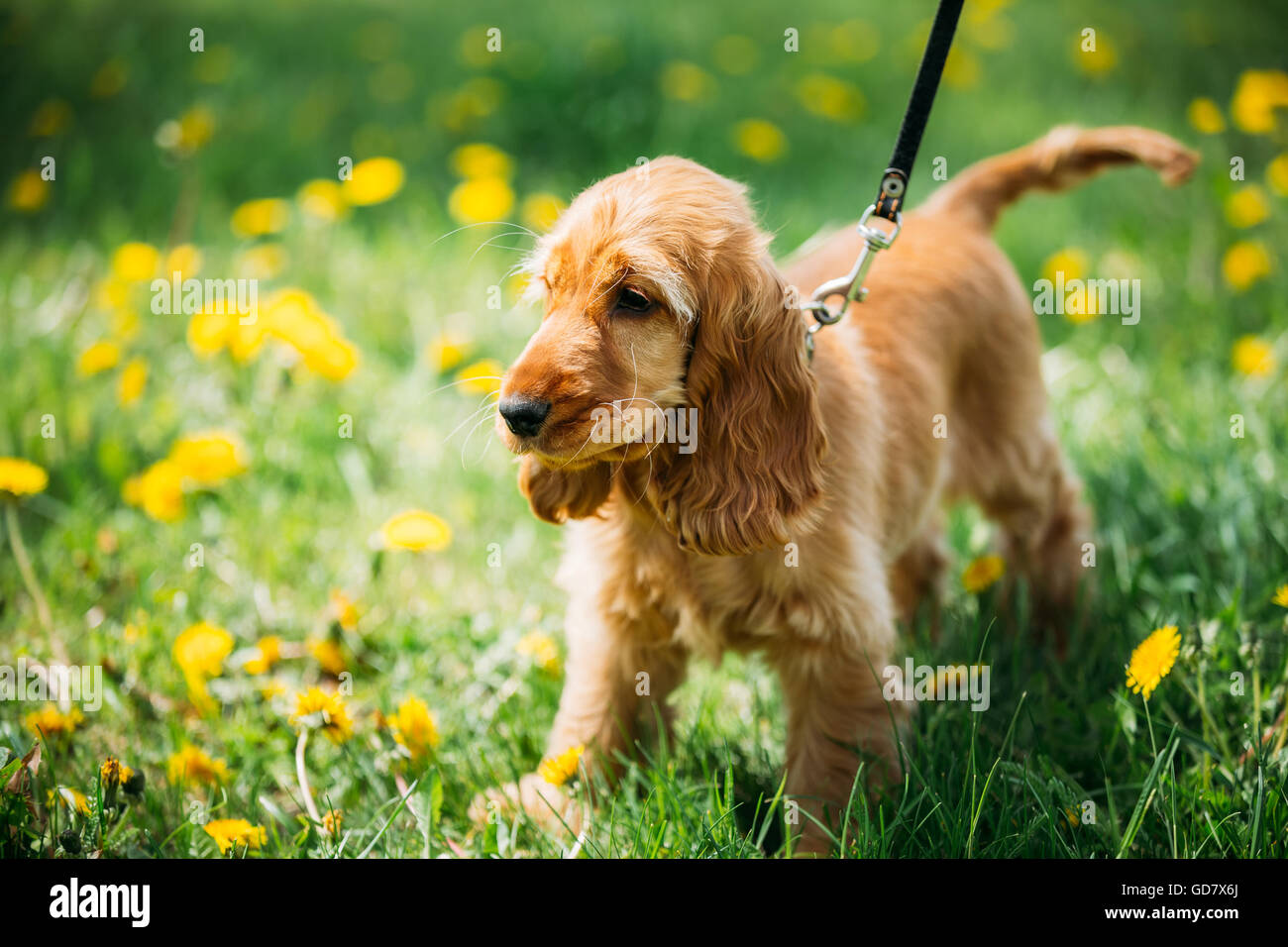 Funny cocker spaniel hi-res stock photography and images - Alamy