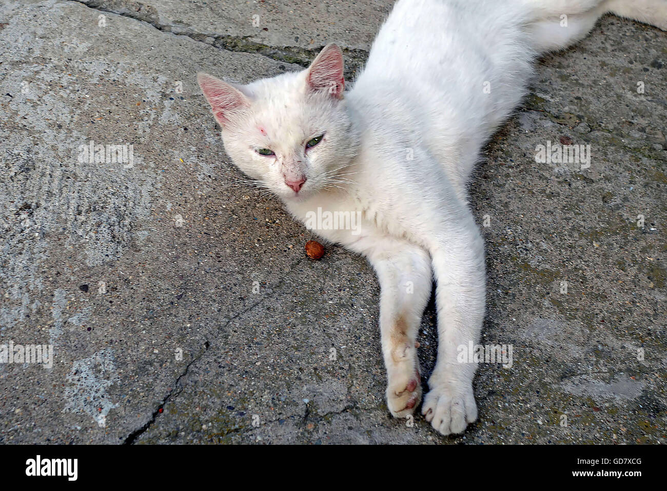 Adorable albino cat sleeping in the backyard Stock Photo - Alamy