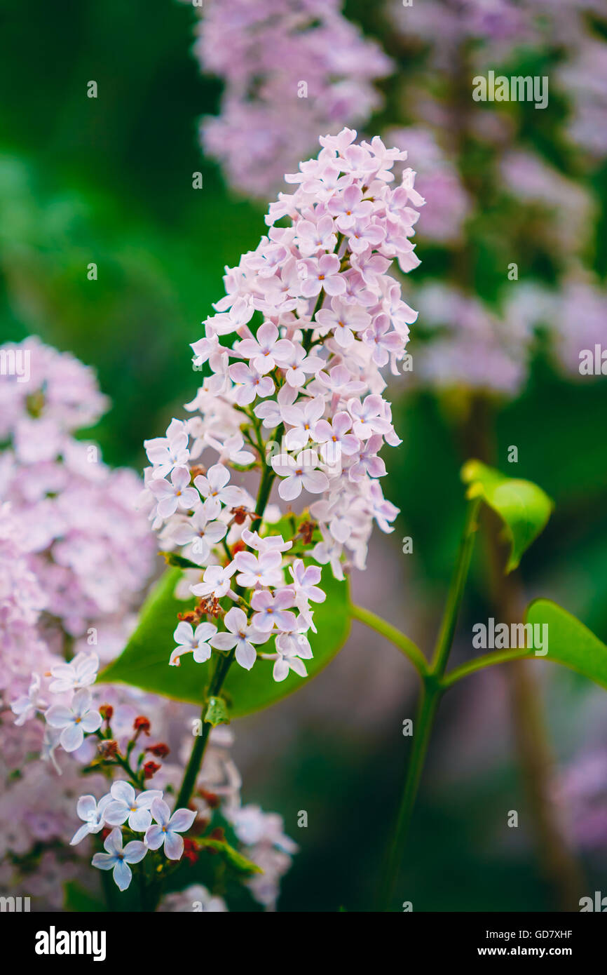 Pink Flowers Lilac In Spring Garden Stock Photo - Alamy
