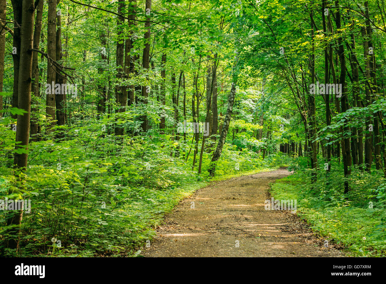 Beautiful Countryside Sandy Road Lane Path Way through summer deciduous ...