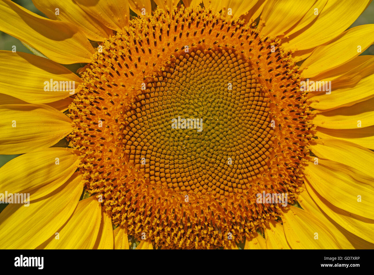 close up of sunflower head Stock Photo - Alamy