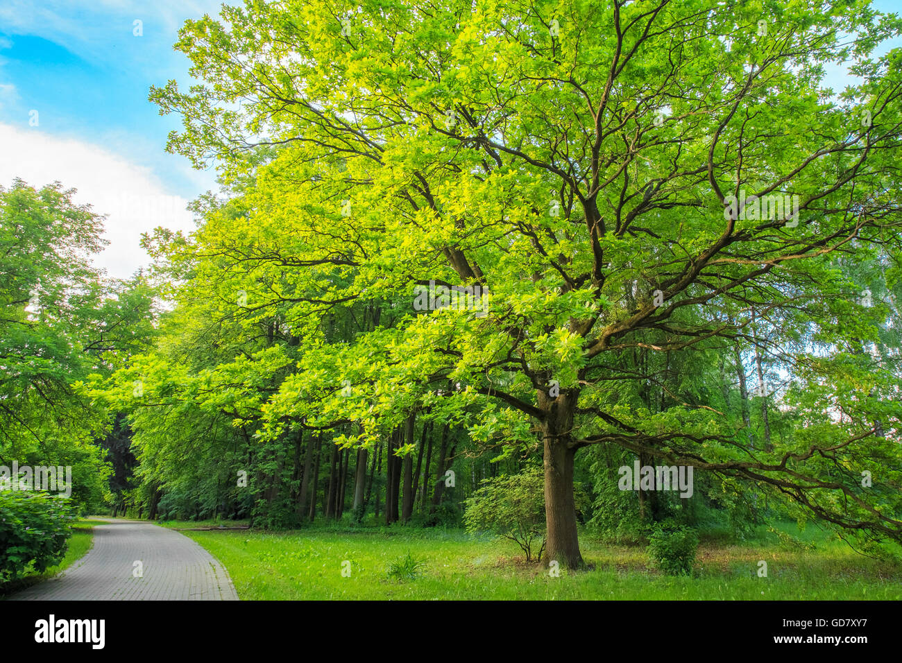 Tall Oak Tree in Summer Park Forest Stock Photo - Alamy