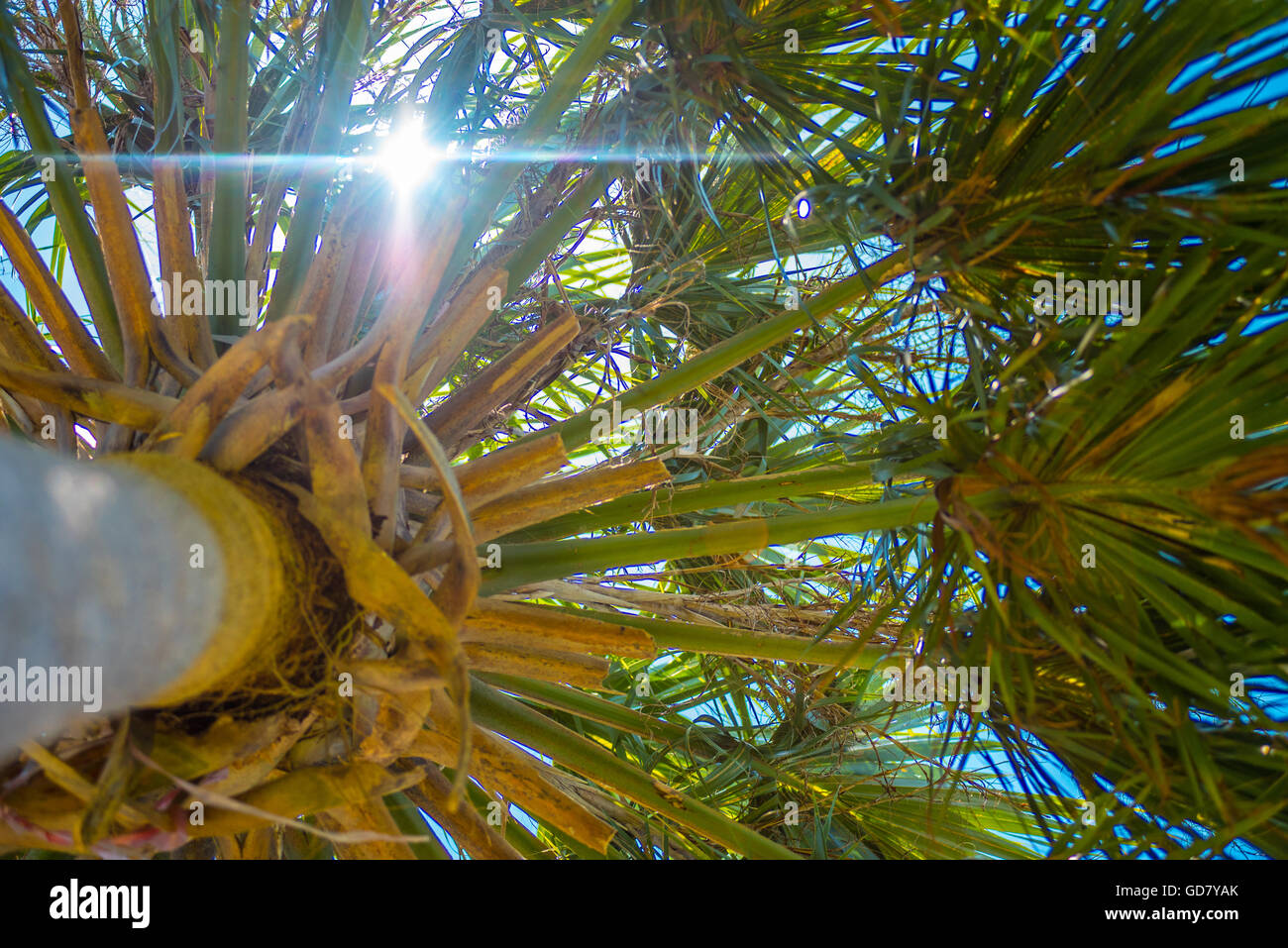 Sunlight filtered through a tree hi-res stock photography and images ...