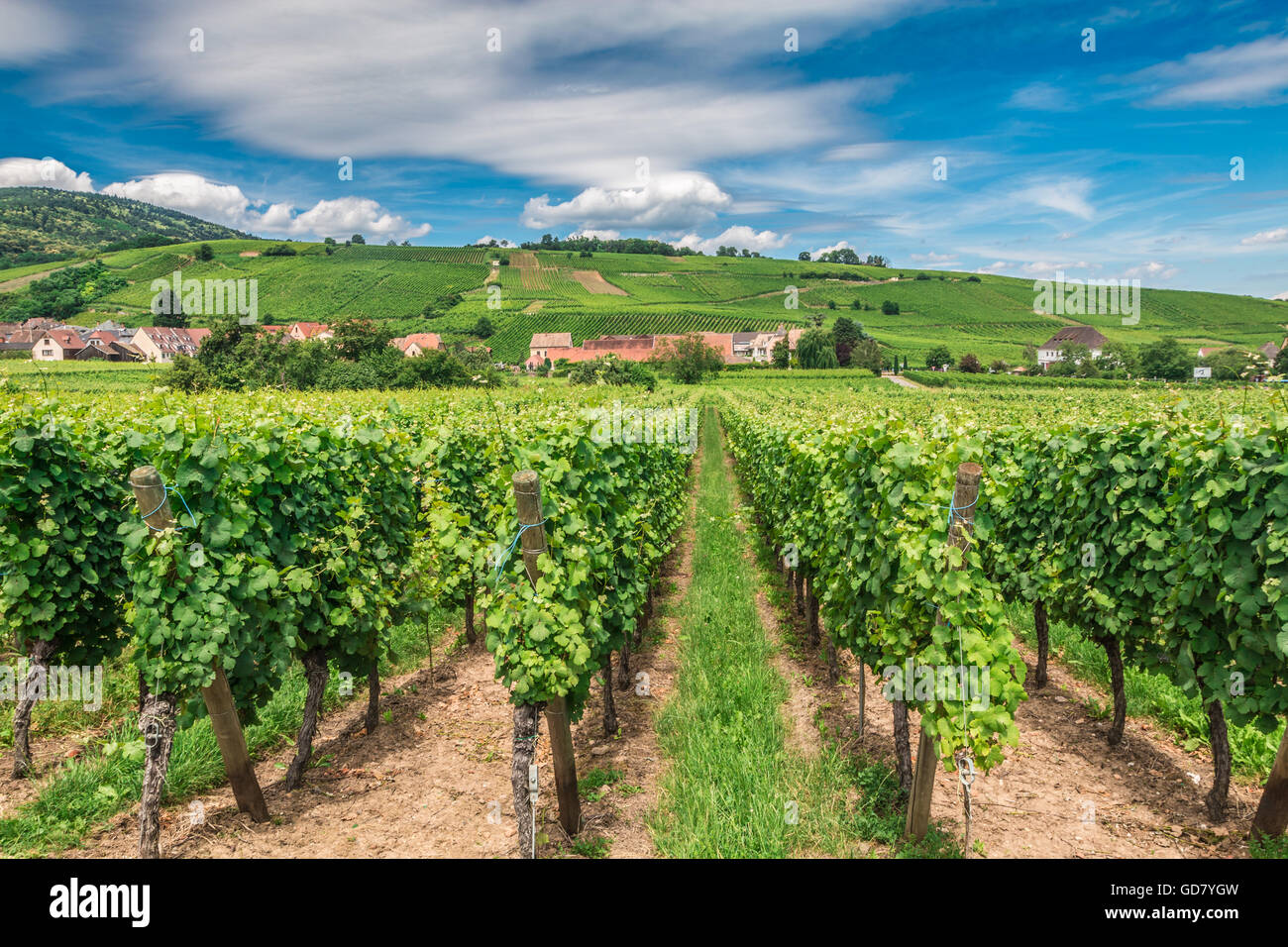 ribeauvillé vineyards in Alsace France Stock Photo - Alamy