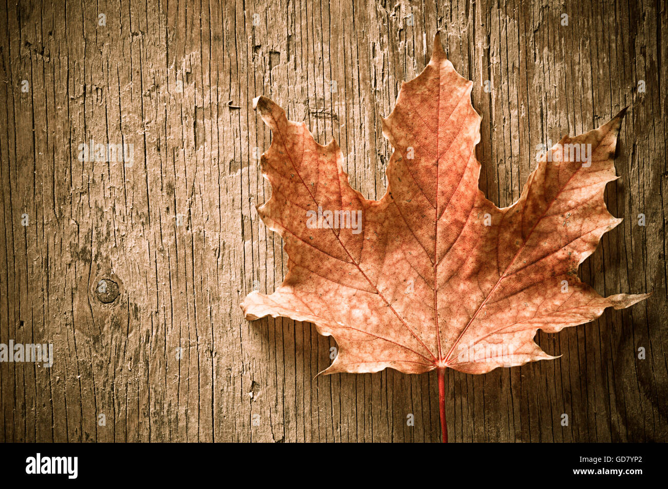 dry maple leaf Stock Photo - Alamy