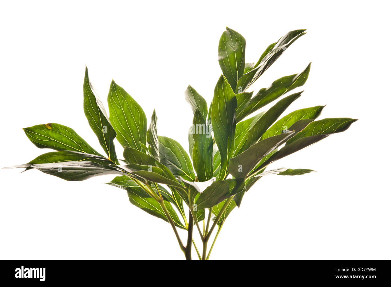 green plant isolated Stock Photo - Alamy