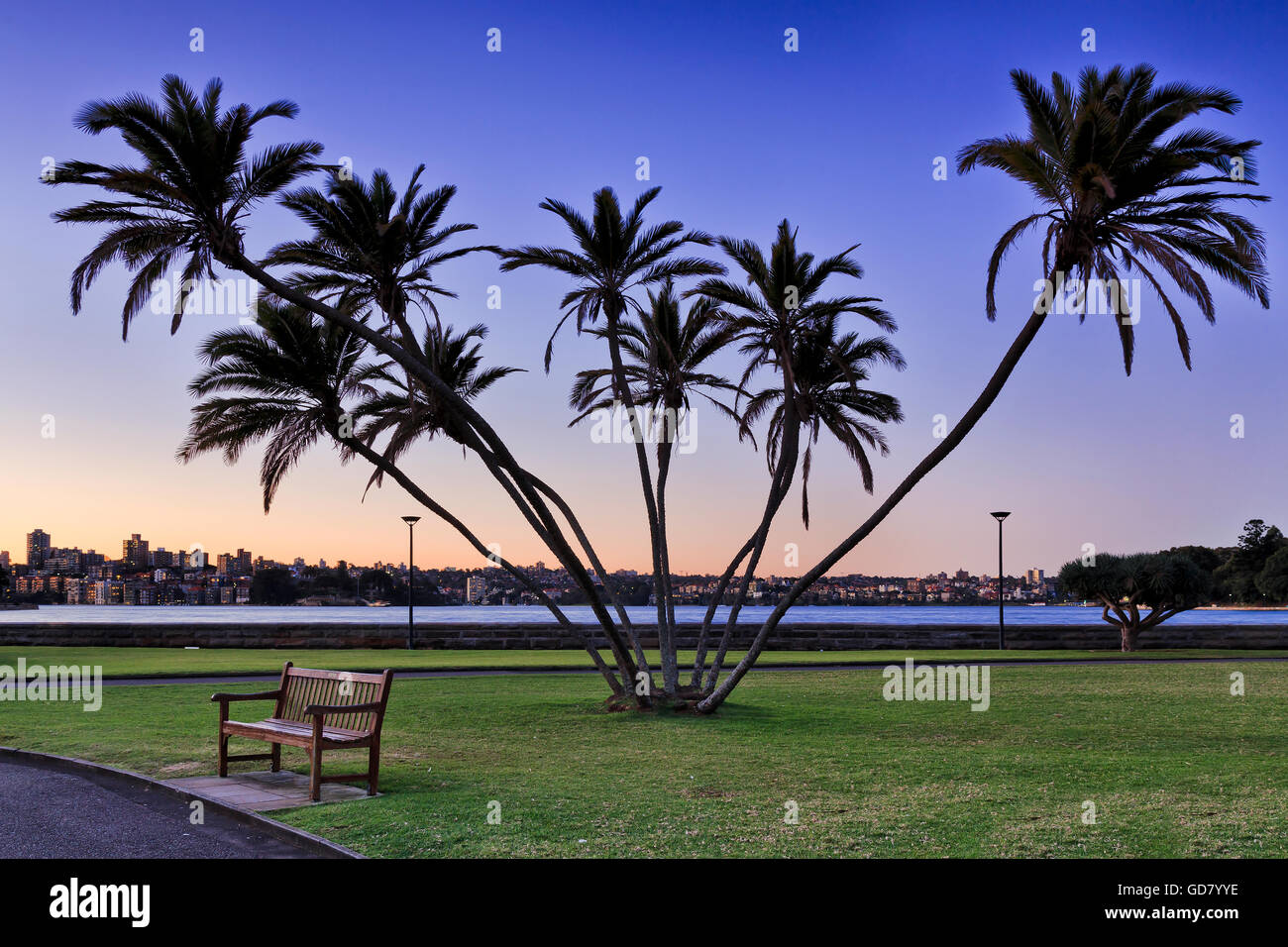 Dark silhouette of multi trunk palm trees with leafe crowns against ...