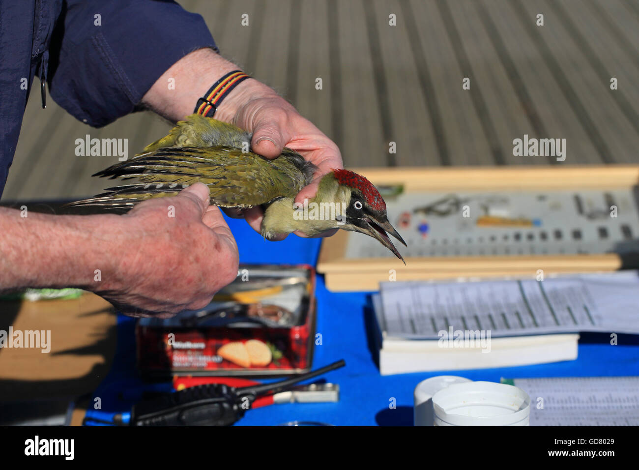 Bird ringing hi-res stock photography and images - Alamy