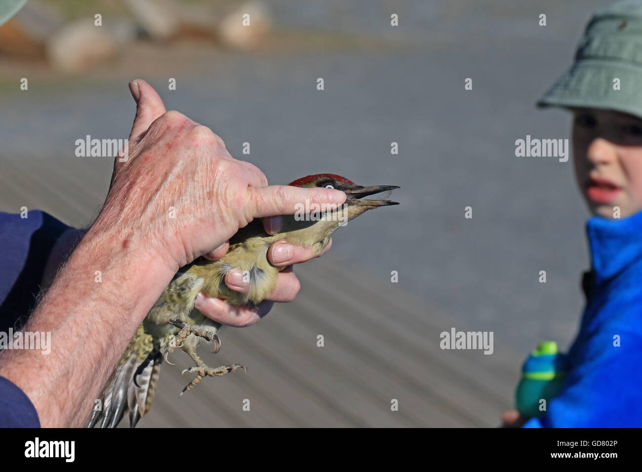 Bird ringing hi-res stock photography and images - Alamy