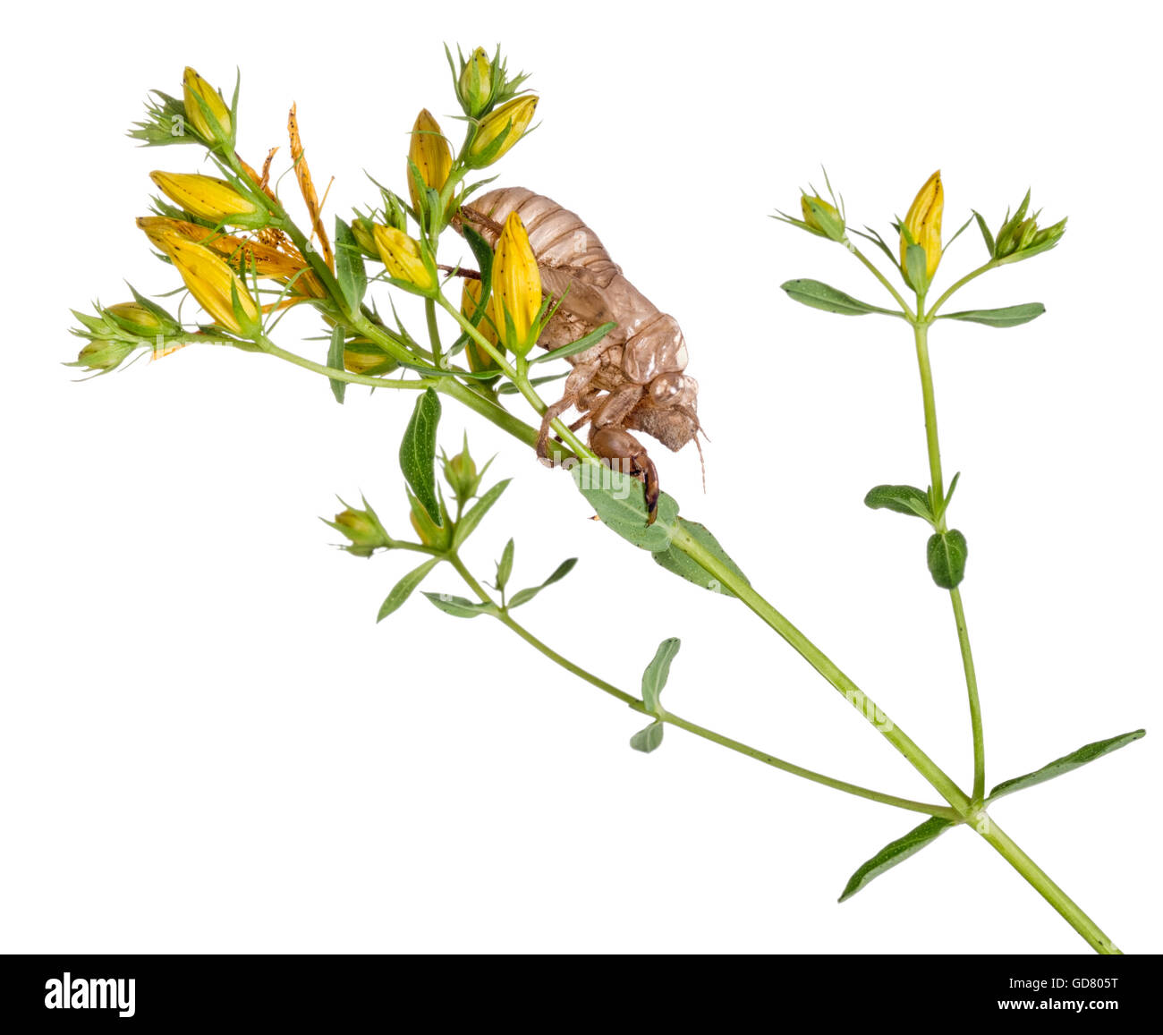 Cicada exoskeleton, shed skin. On yellow flower. Studio isolated on ...
